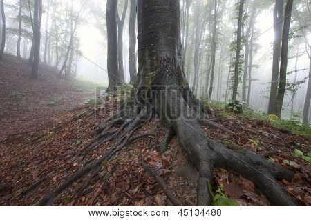 Tree Big Roots Image & Photo (Free Trial) | Bigstock