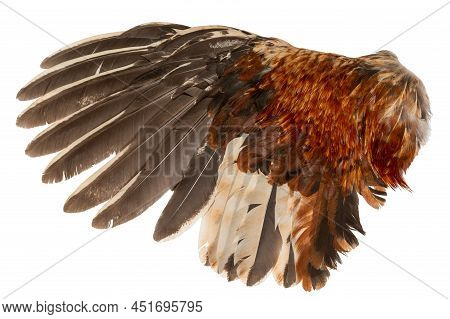 Wing Fethers Plumage Image & Photo (Free Trial) | Bigstock