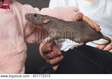 Children Hold Gray Pet Image & Photo (Free Trial) | Bigstock