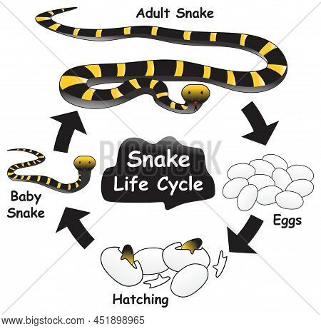 Snake Life Cycle Vector & Photo (Free Trial) | Bigstock