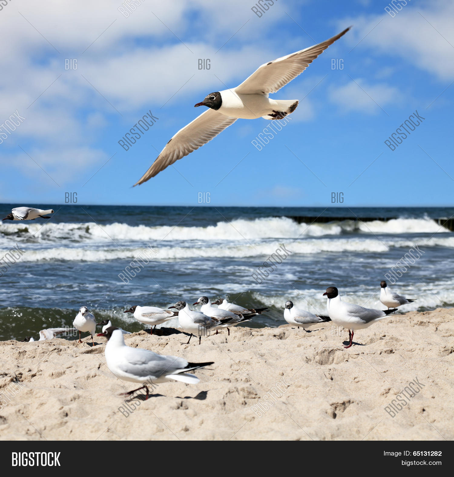 Seagulls Flying Image & Photo (Free Trial) | Bigstock