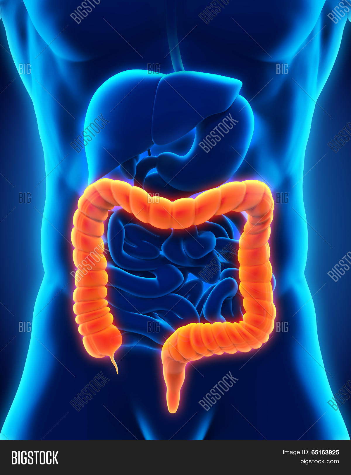 Human Colon Anatomy Image & Photo (Free Trial) | Bigstock