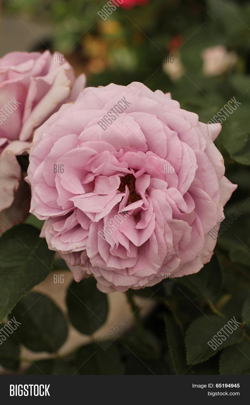 Pale Lavender Rose Image & Photo (Free Trial) | Bigstock