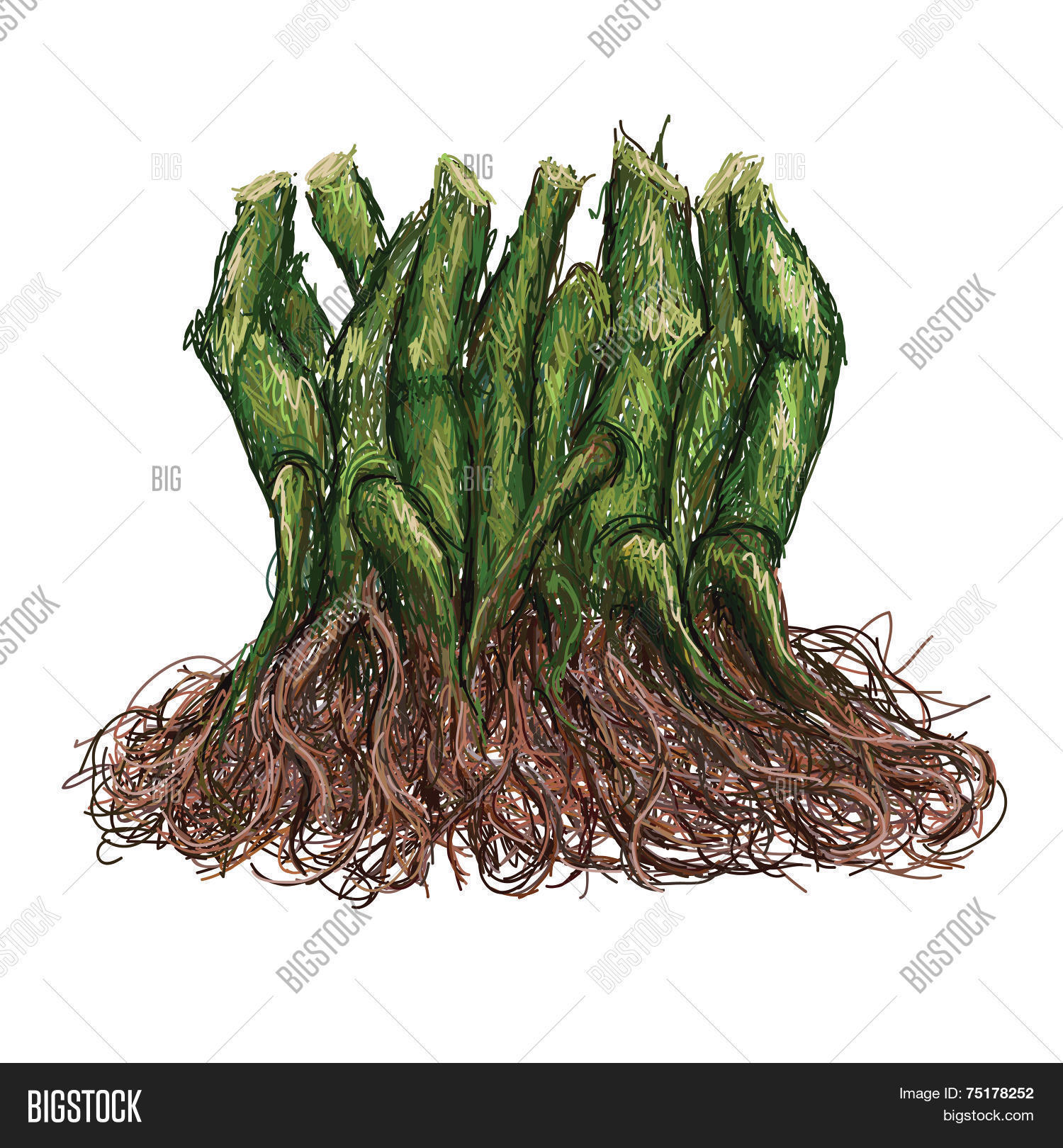 Kava Roots Vector & Photo (Free Trial) | Bigstock
