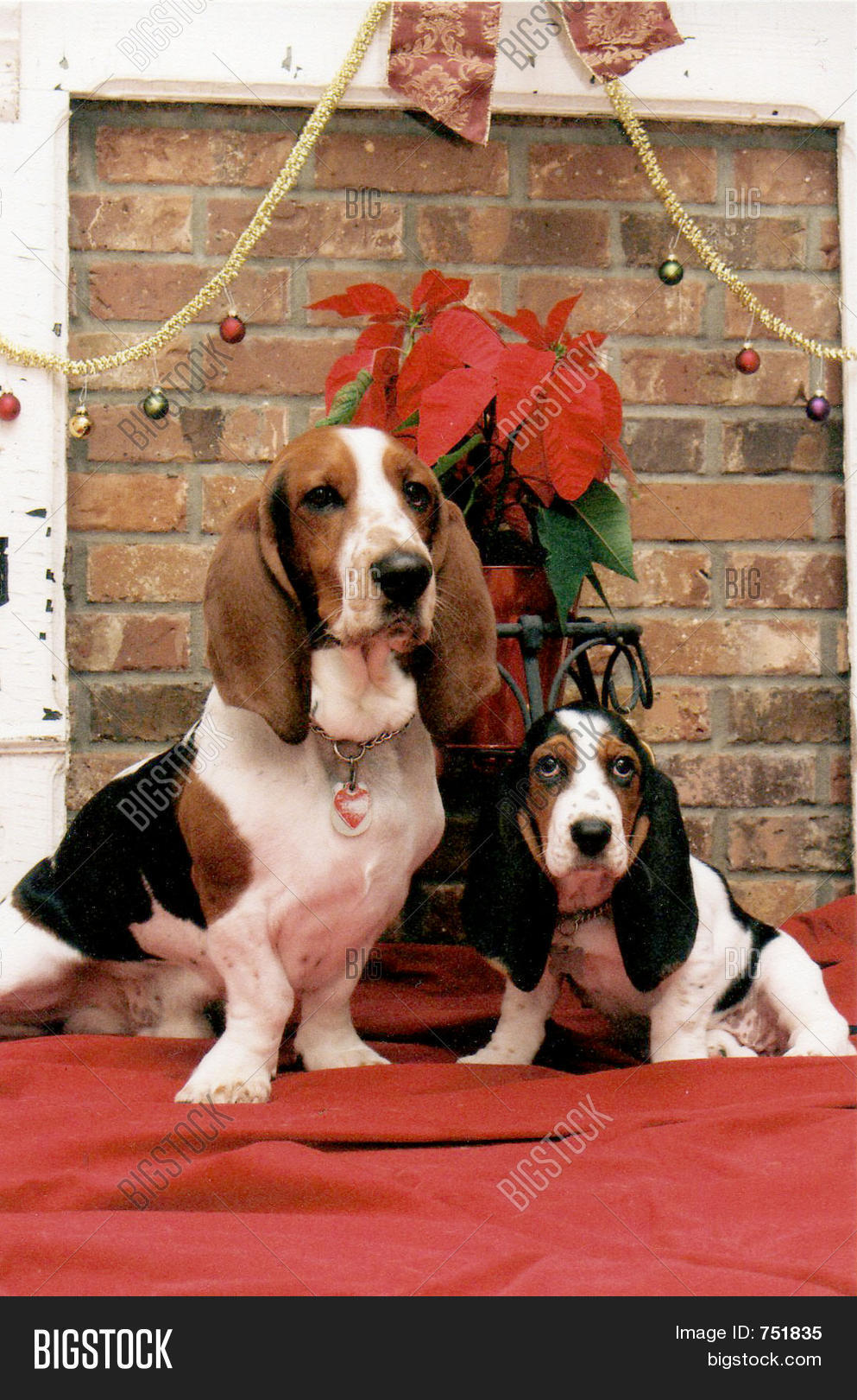 Basset Christmas Image & Photo (Free Trial) | Bigstock