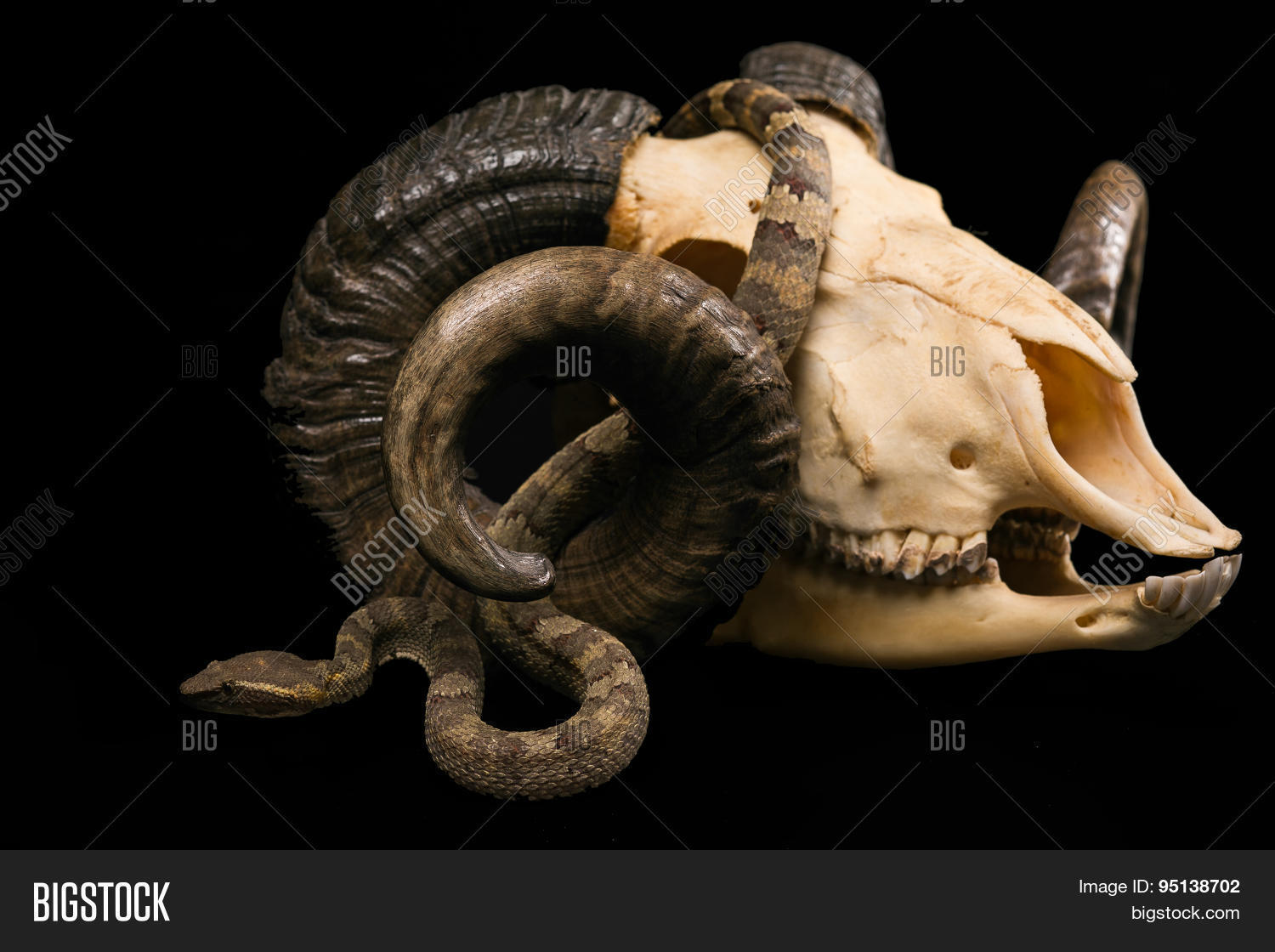 Male Morelia Spilota Image & Photo (Free Trial) | Bigstock