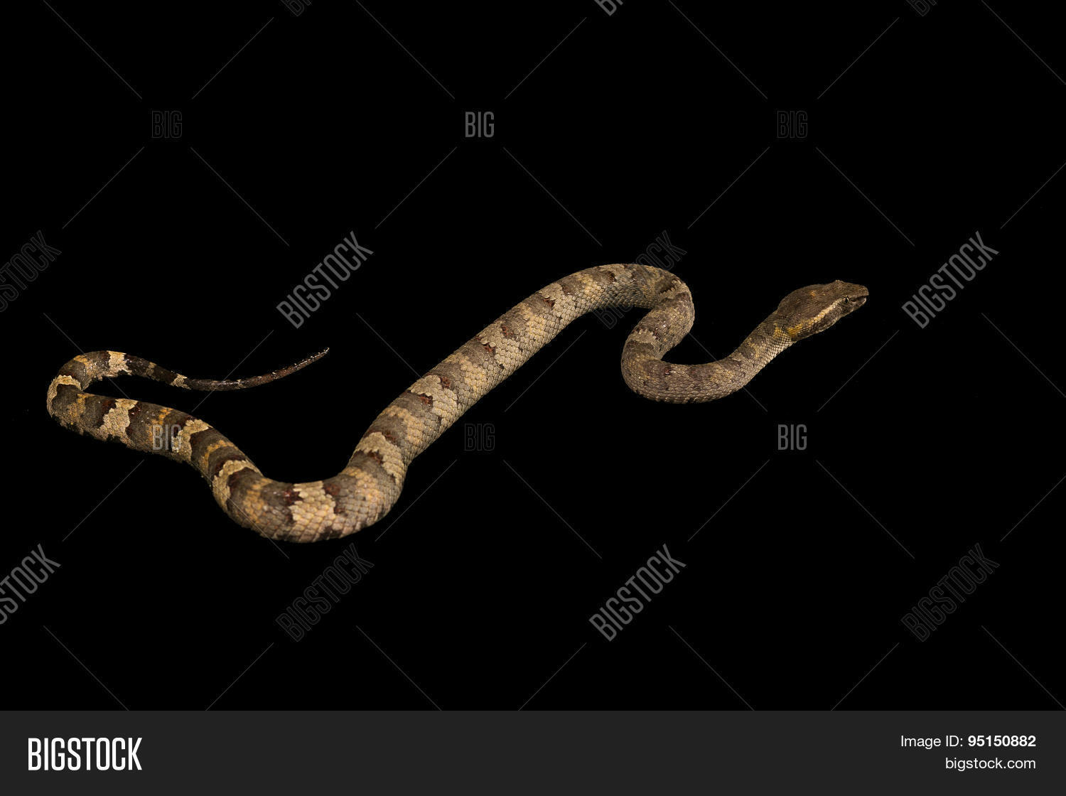 Male Morelia Spilota Image & Photo (Free Trial) | Bigstock
