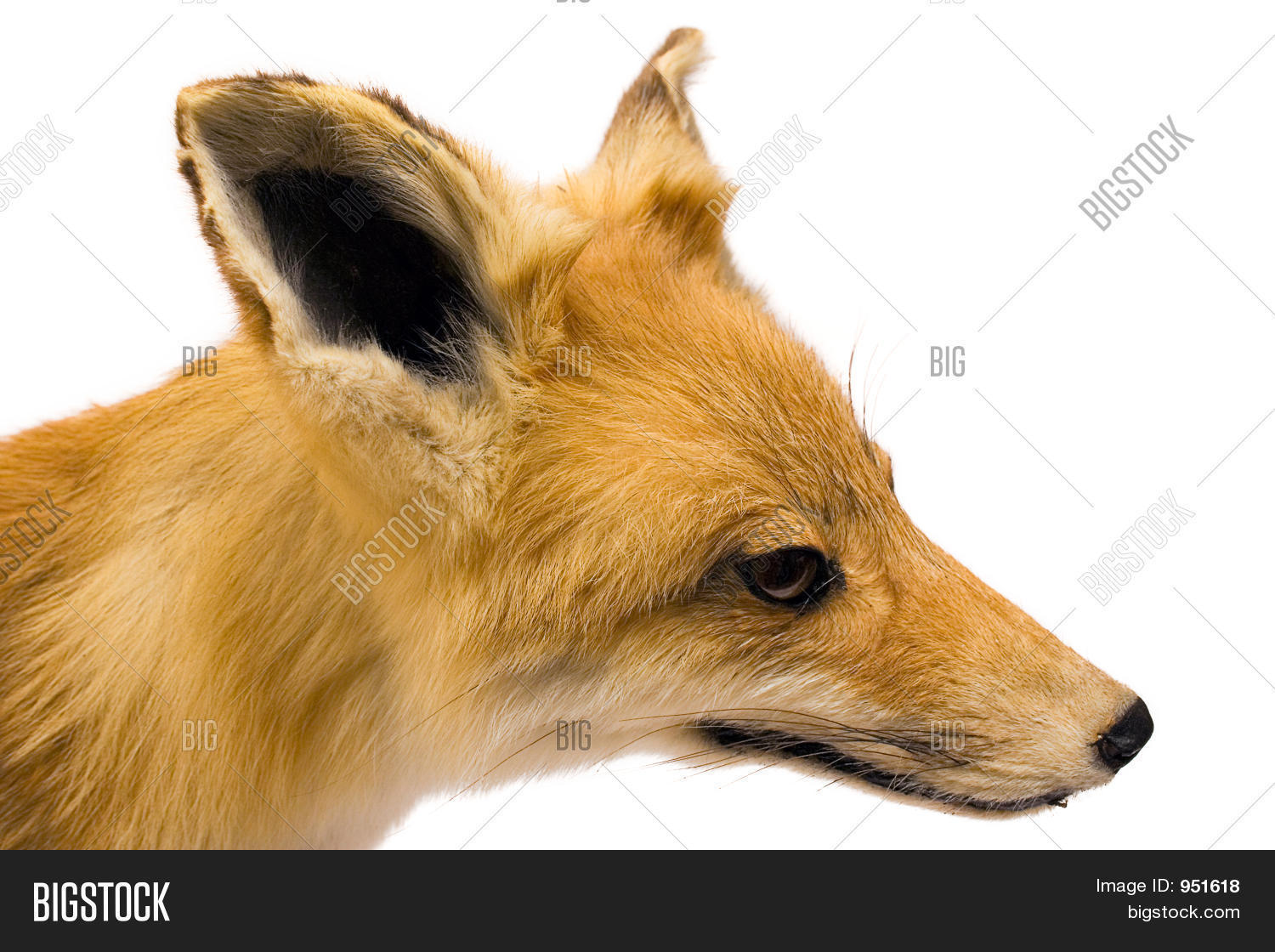 Fox (Side View) Image & Photo (Free Trial) | Bigstock