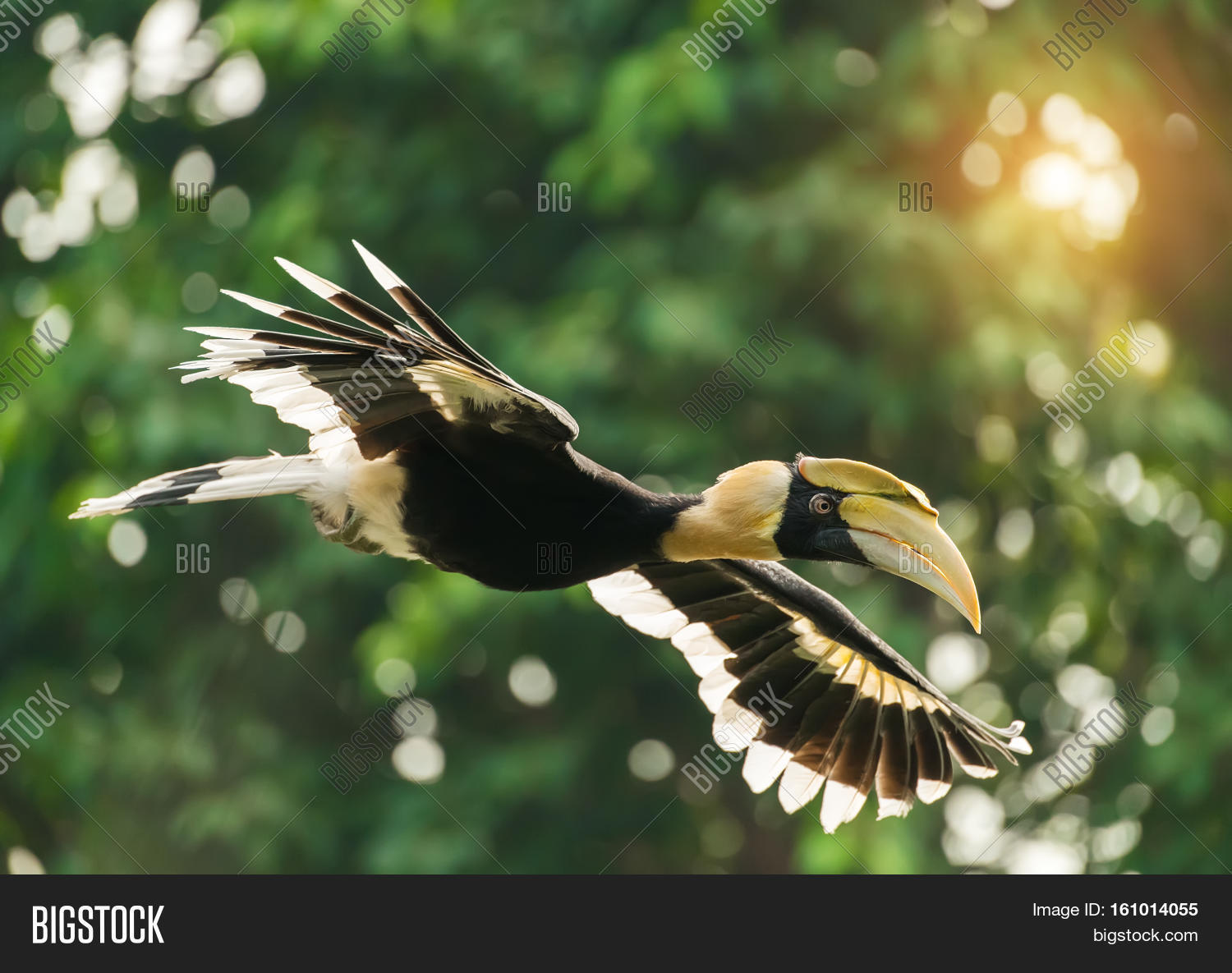 Great Hornbill Image & Photo (Free Trial) | Bigstock