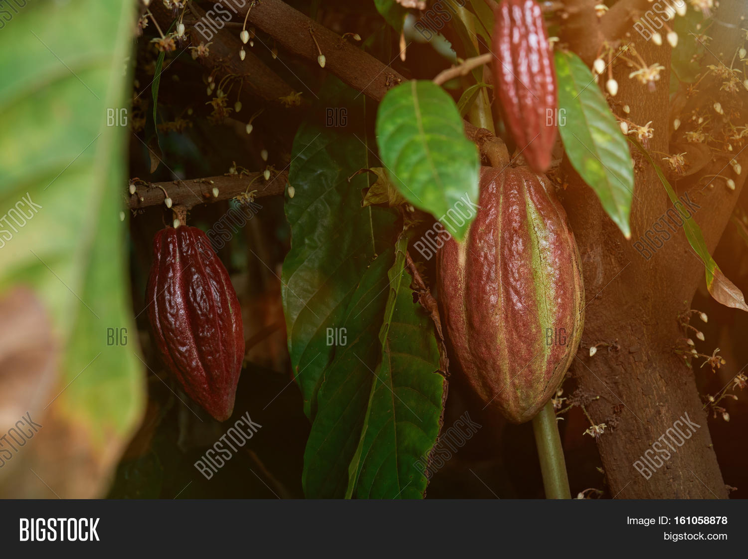 Red Cacao Pods On Tree Image & Photo (Free Trial) | Bigstock
