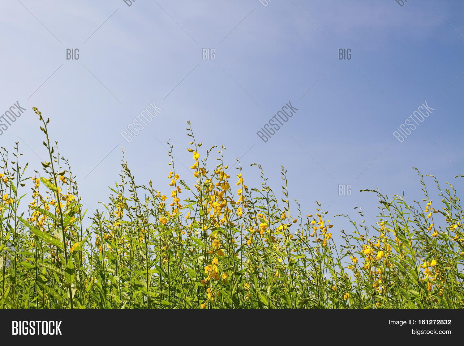 Crotalaria Juncea Image & Photo (Free Trial) | Bigstock