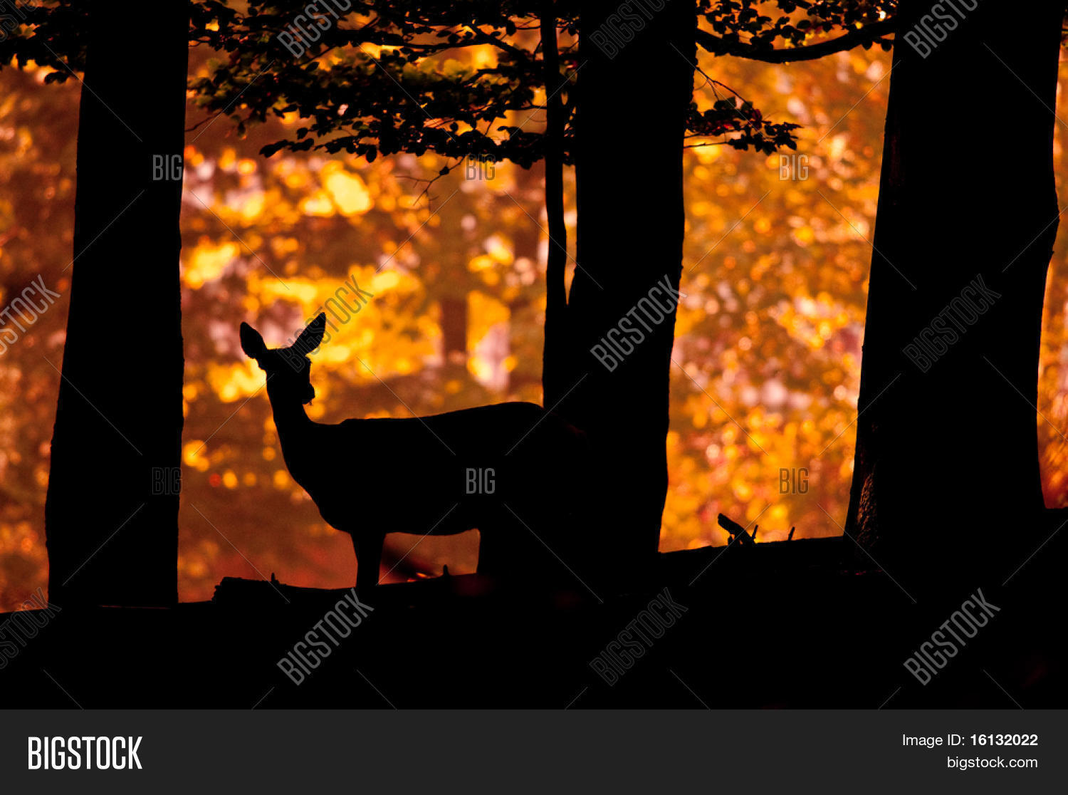 Deer Silhouette Sunset Image & Photo (Free Trial) | Bigstock