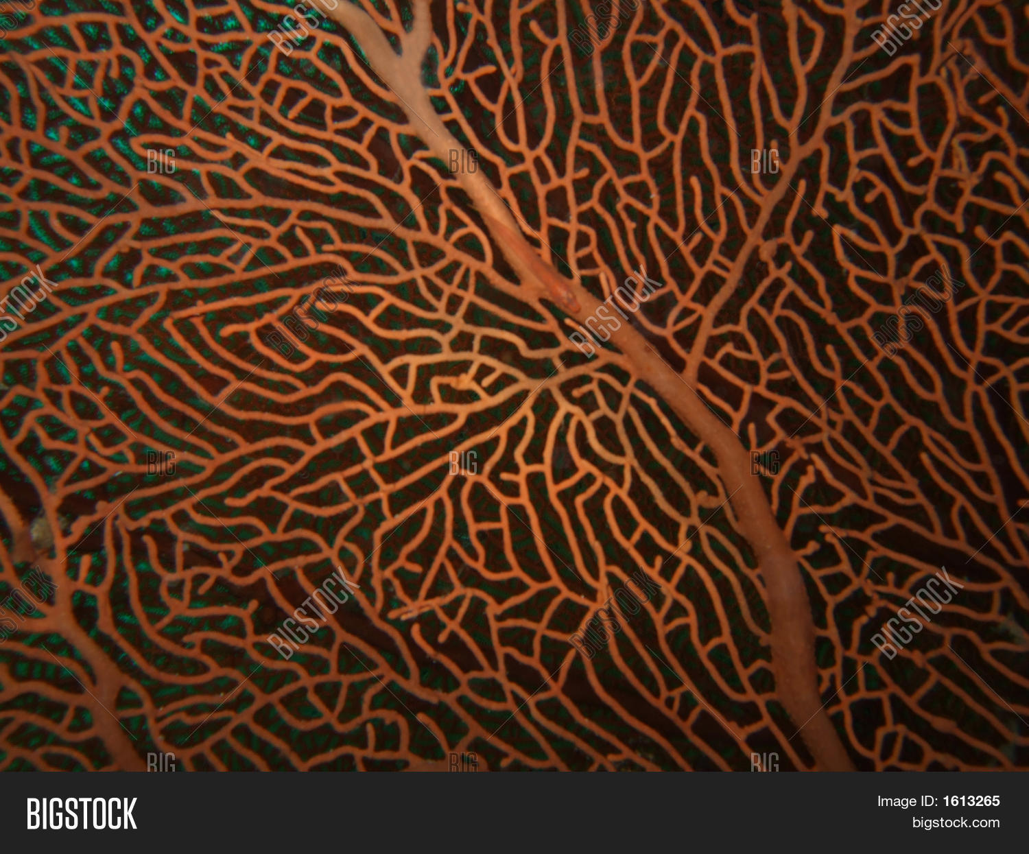 Coral Texture Image & Photo (Free Trial) | Bigstock