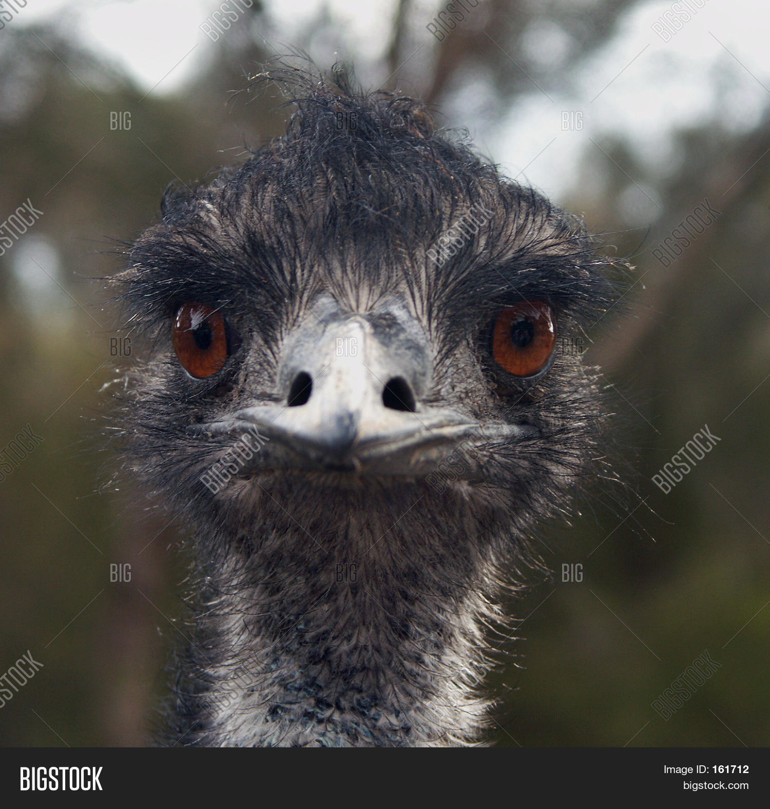 Emu. Portrait Image & Photo (Free Trial) | Bigstock