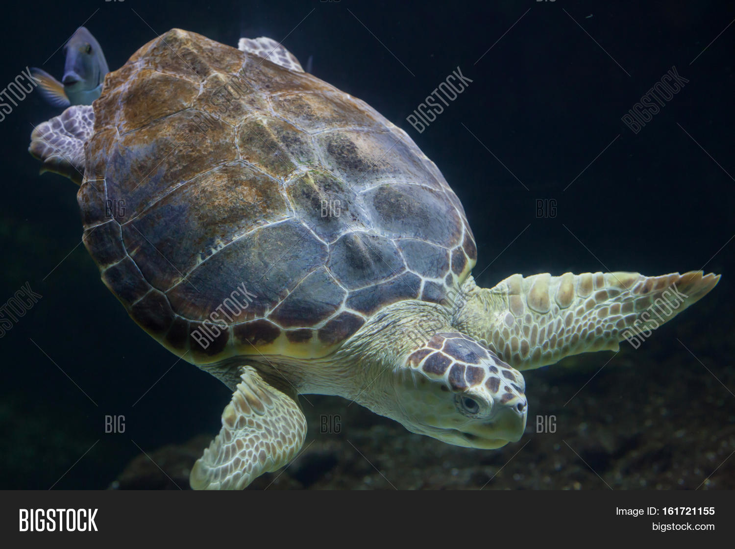 Loggerhead Sea Turtle Image & Photo (Free Trial) | Bigstock