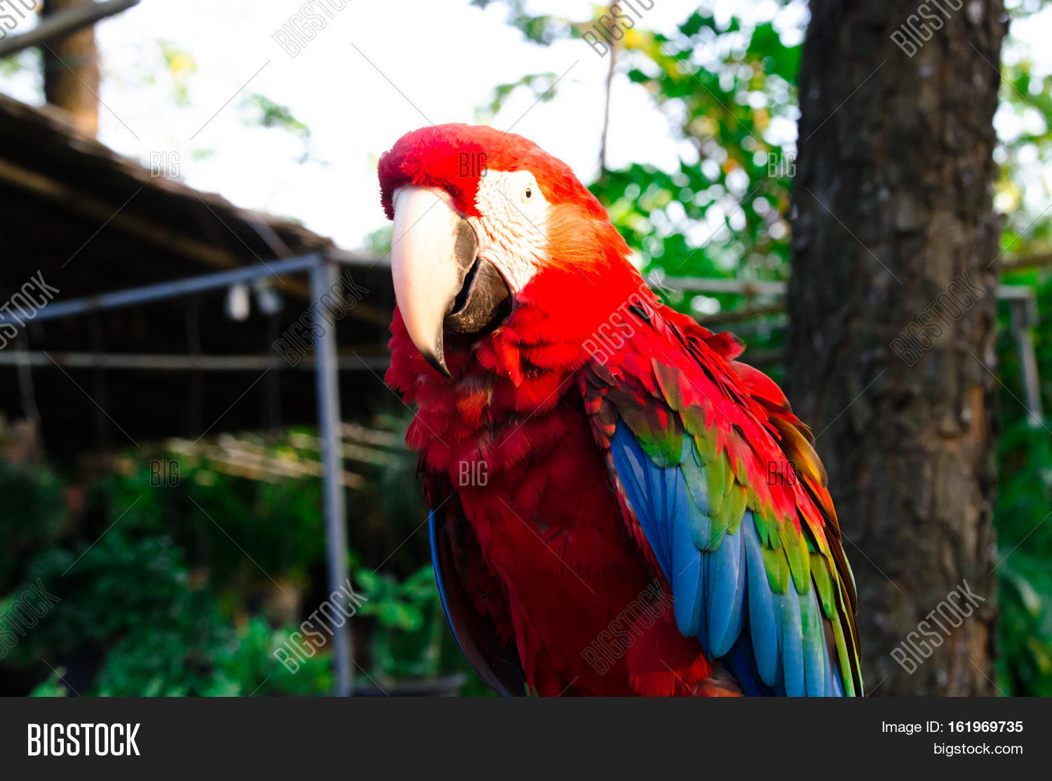 Largest Macaws Image & Photo (Free Trial) | Bigstock