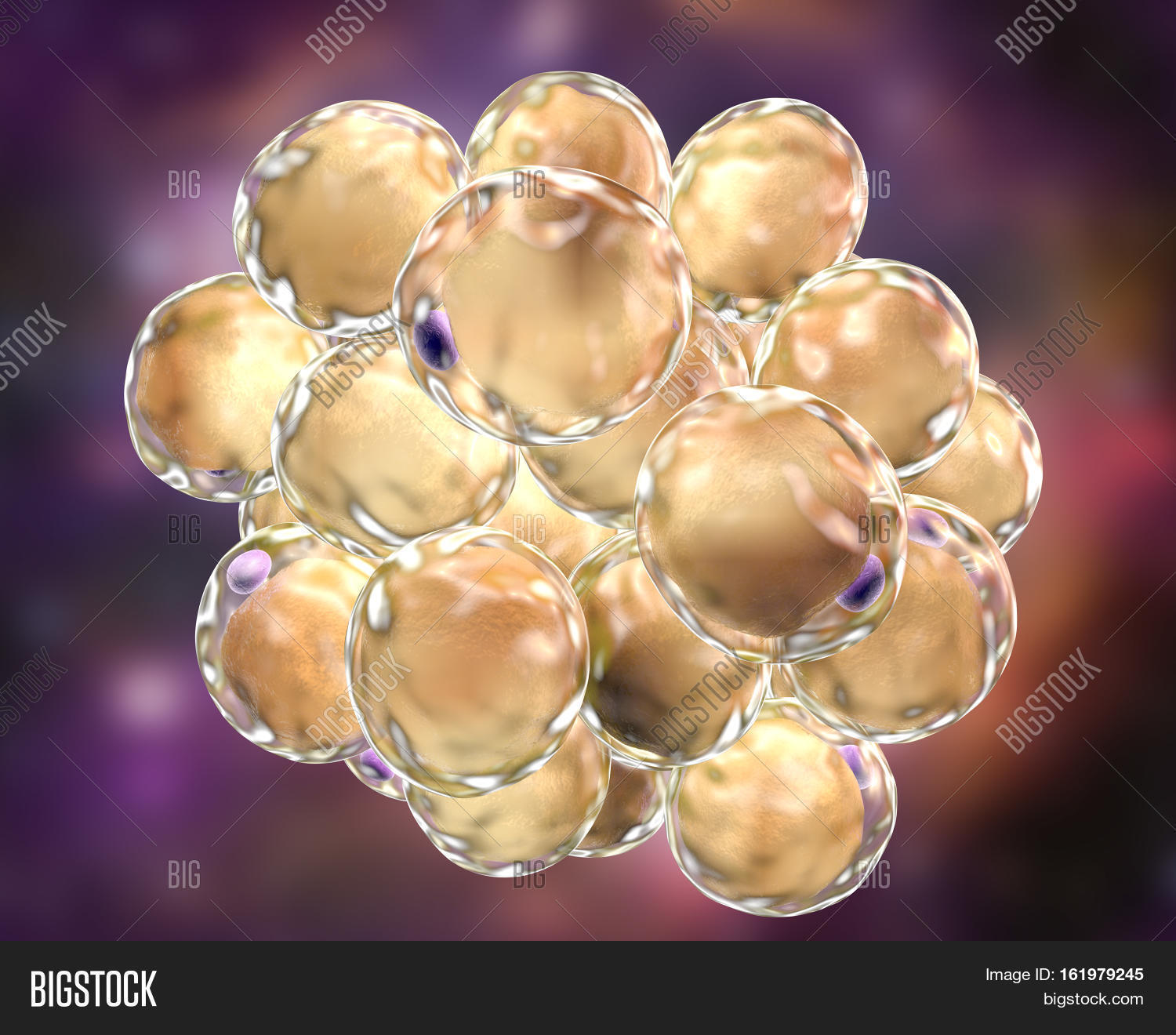 Fat Cells. 3D Image & Photo (Free Trial) | Bigstock