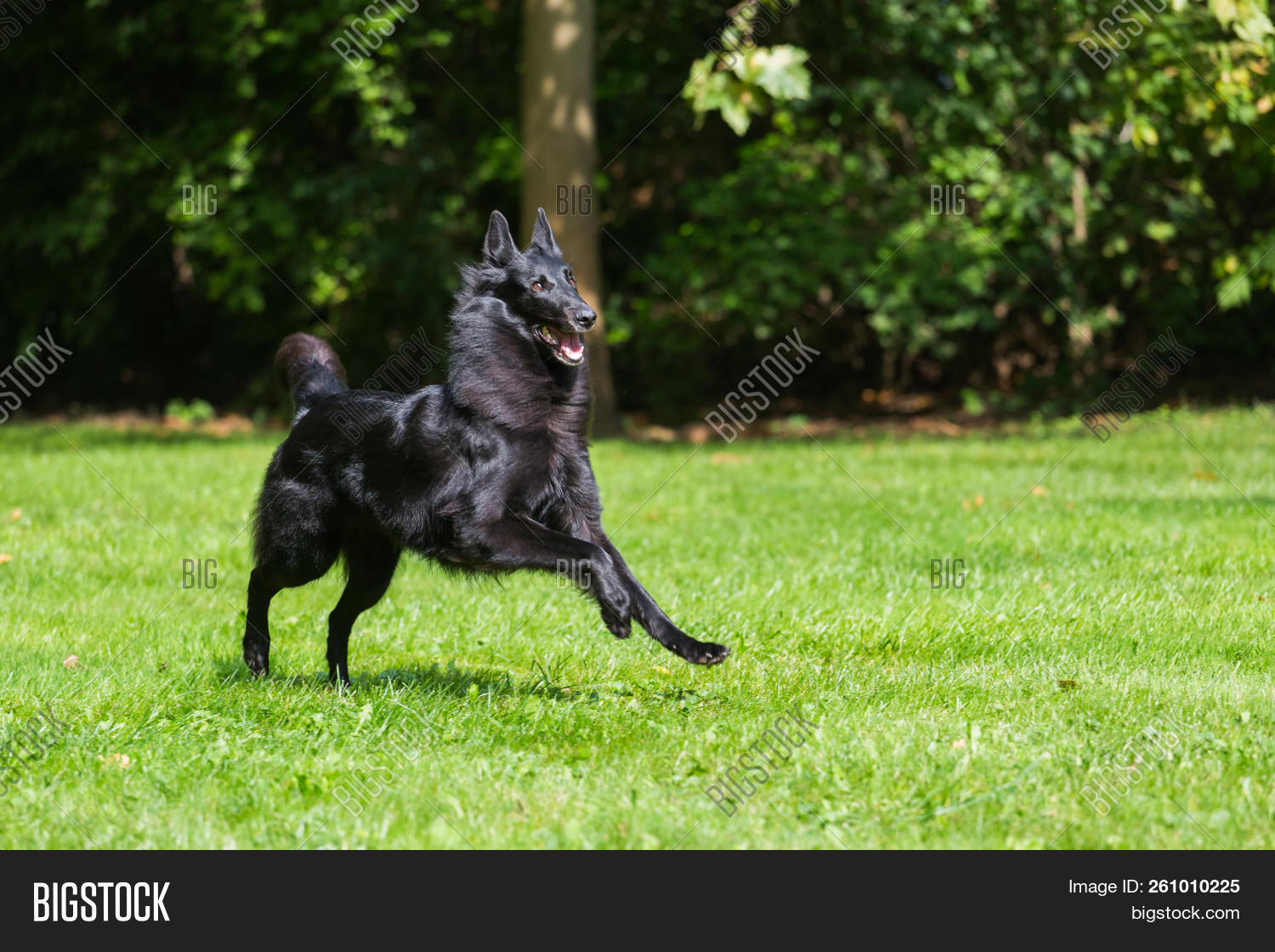 Beautiful Groenendael Image & Photo (Free Trial) | Bigstock