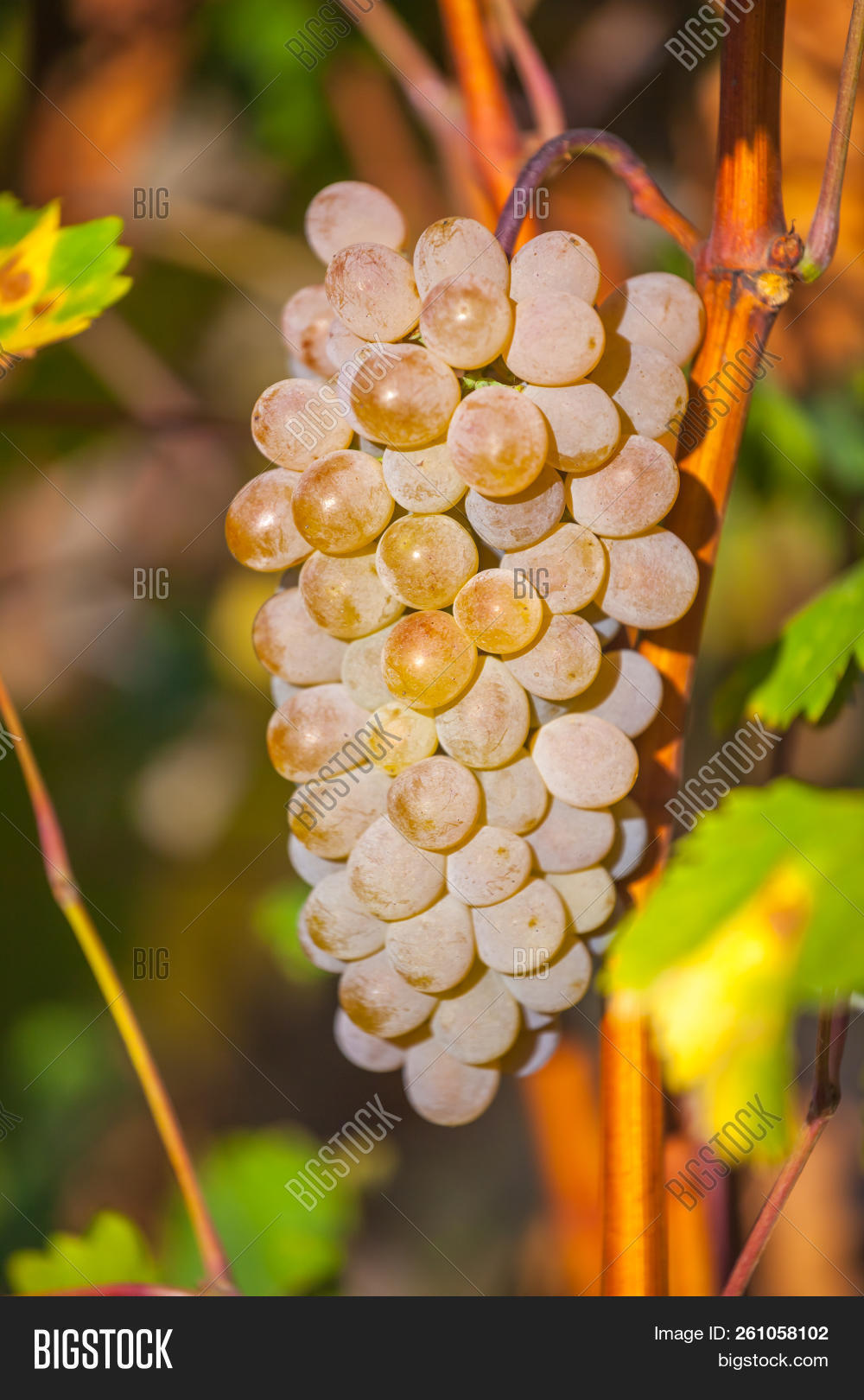 Golden Ripe Grapes Image & Photo (Free Trial) | Bigstock