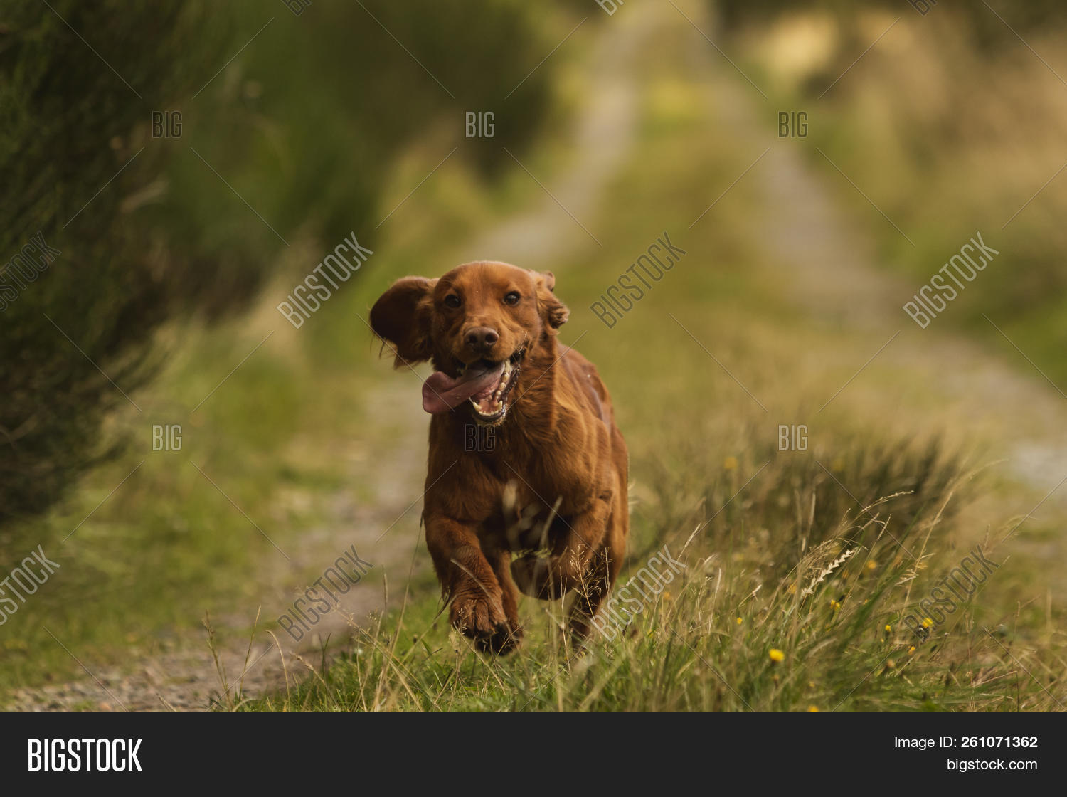 Light Brown Springer Image & Photo (Free Trial) | Bigstock