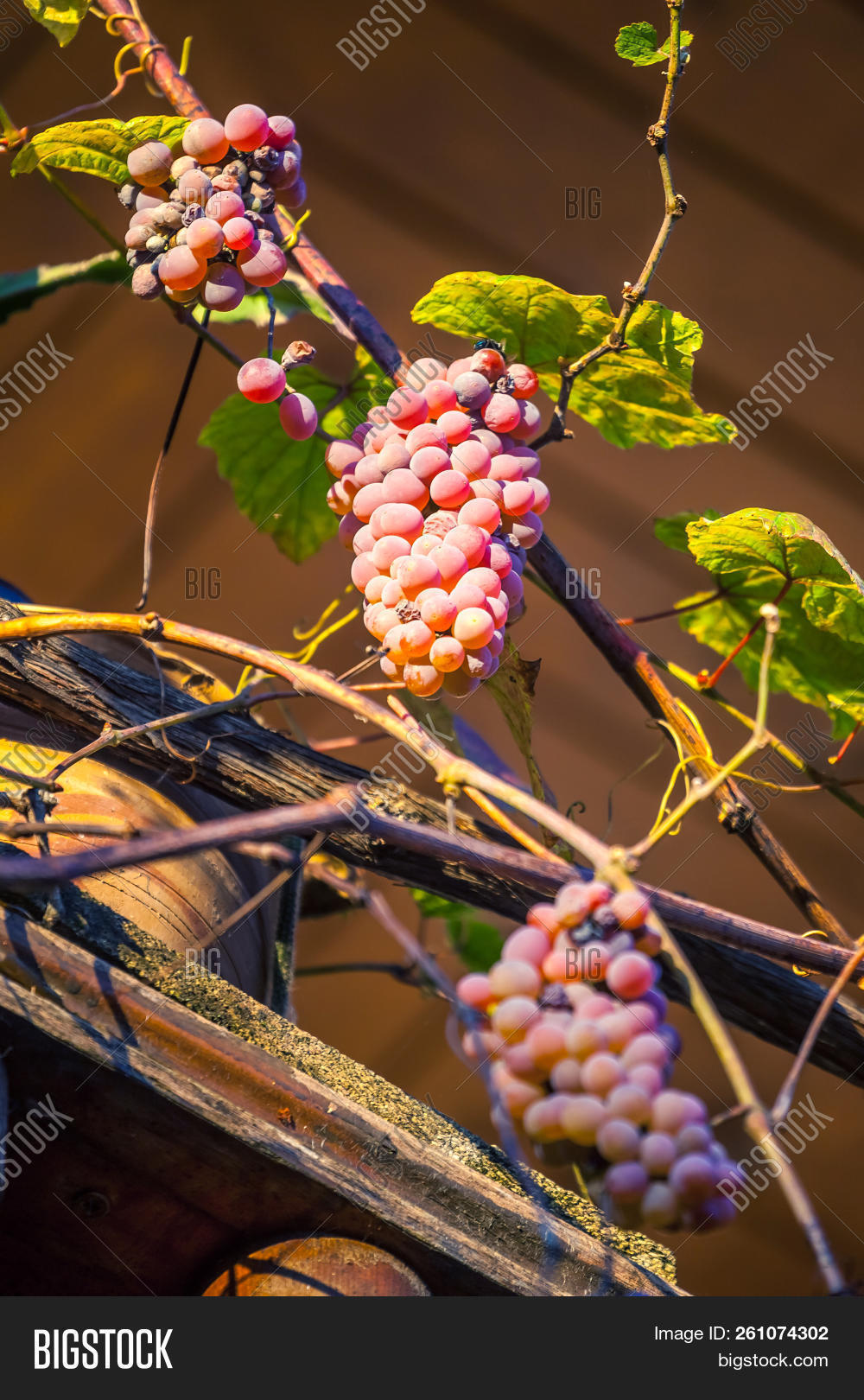 Ripe Grapes Rkatsiteli Image & Photo (Free Trial) | Bigstock