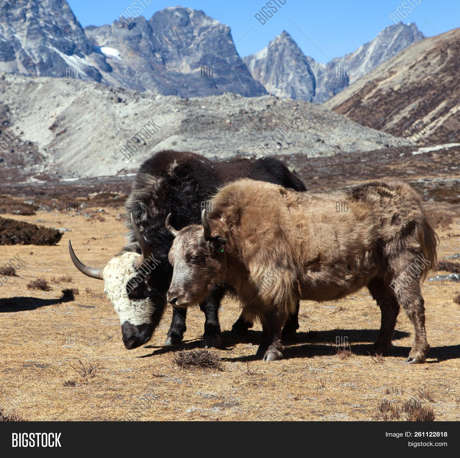 Yak, Group Two Yaks On Image & Photo (Free Trial) | Bigstock