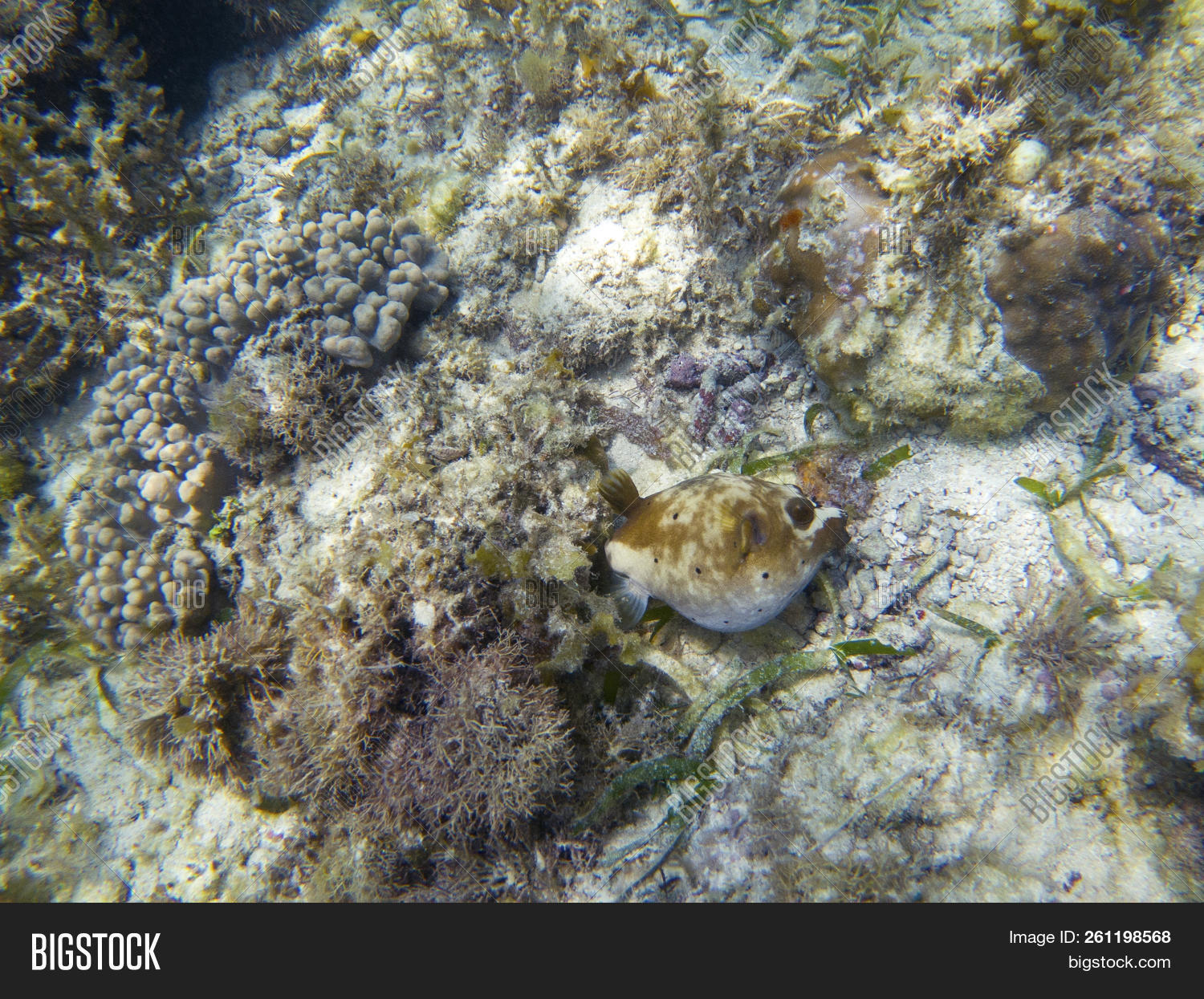 Breeding Pufferfish Image & Photo (Free Trial) | Bigstock