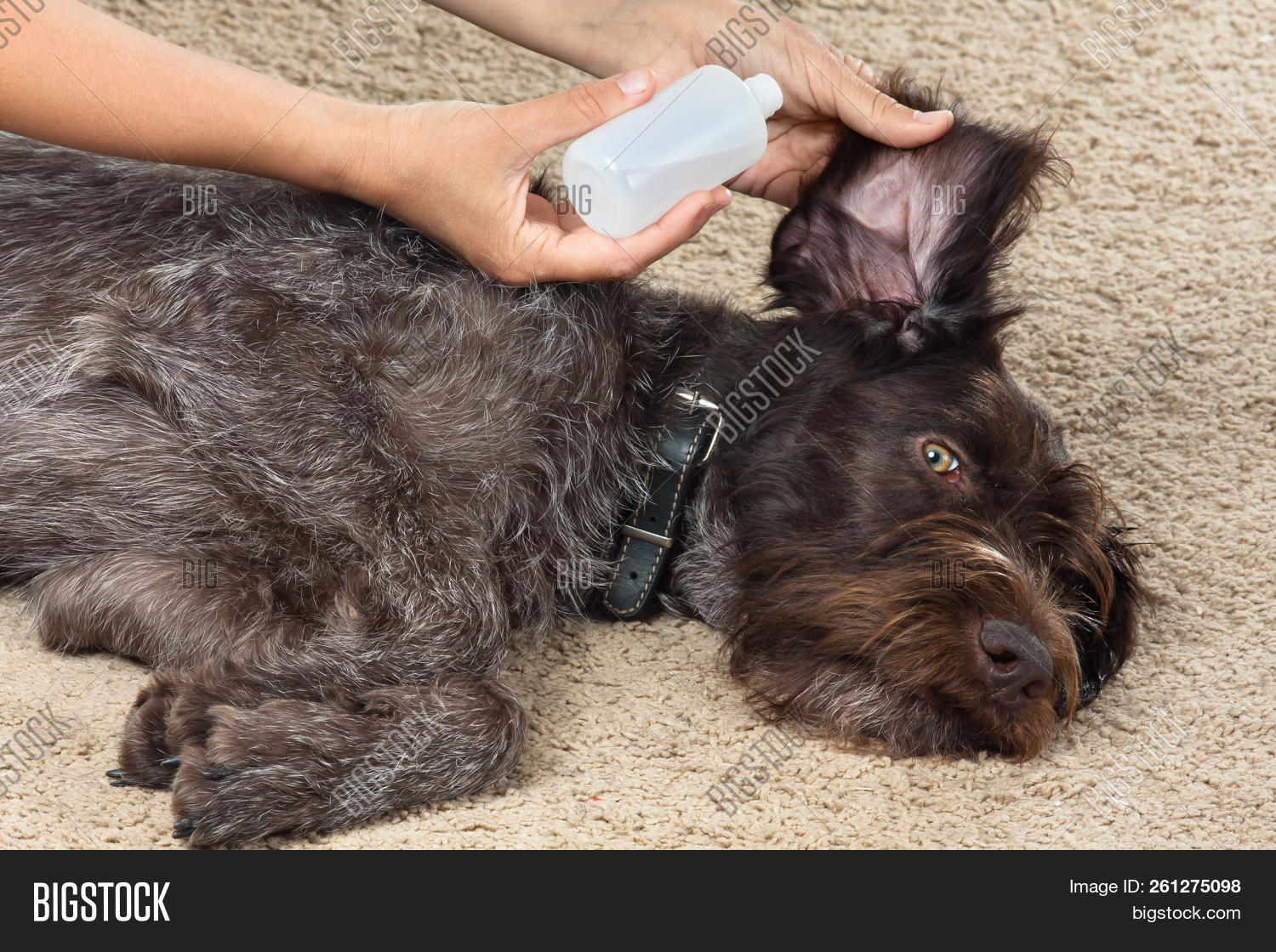 Hands Pour Medicine Image & Photo (Free Trial) | Bigstock