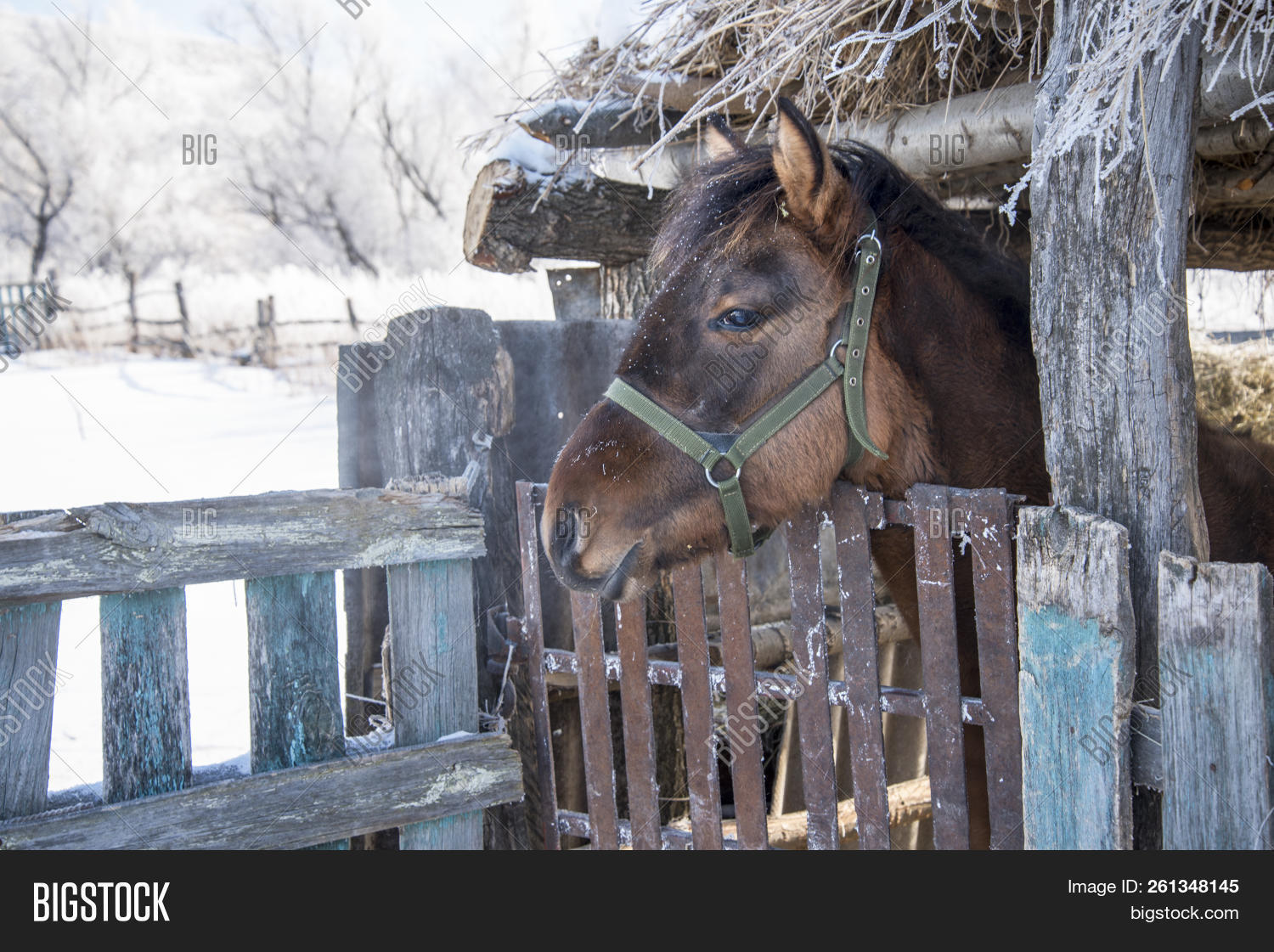 Red Horse Stands Pen Image & Photo (Free Trial) | Bigstock