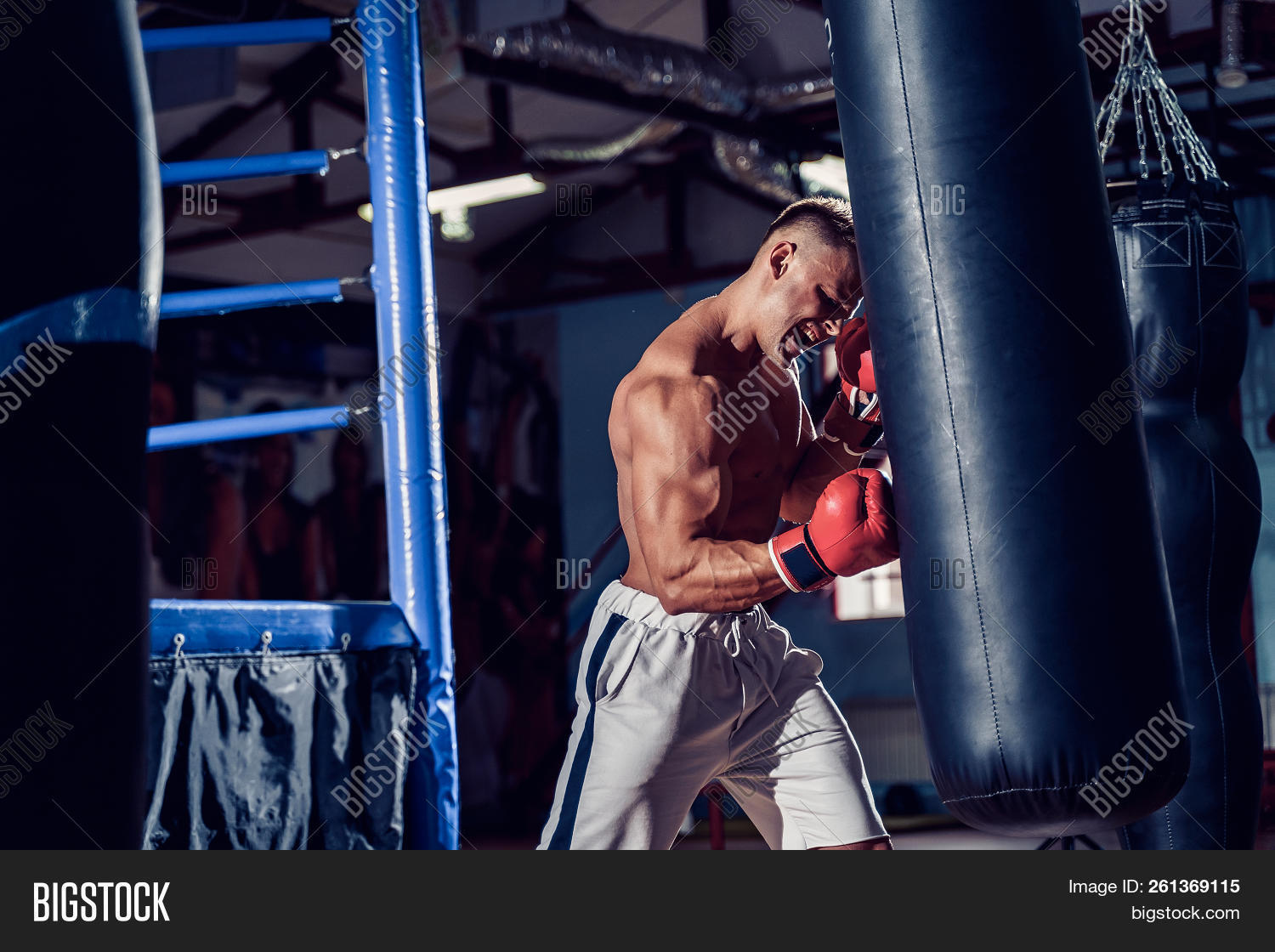 Male Boxer Training Image & Photo (Free Trial) | Bigstock