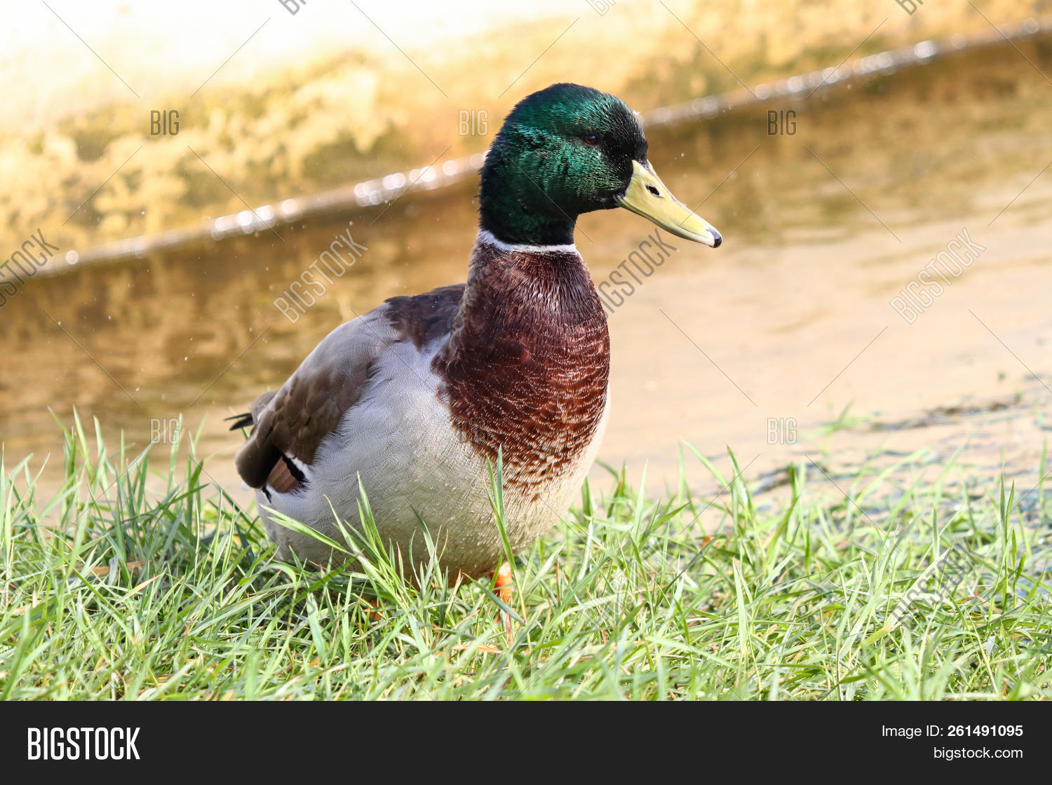 Male Mallard Duck Pale Image & Photo (Free Trial) | Bigstock
