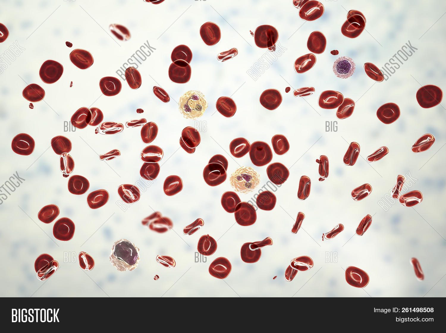 Normal Blood Smear, 3d Image & Photo (Free Trial) | Bigstock
