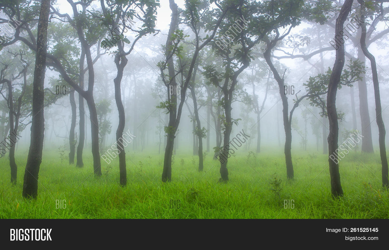 Misty Tree Rainforest Image & Photo (Free Trial) | Bigstock