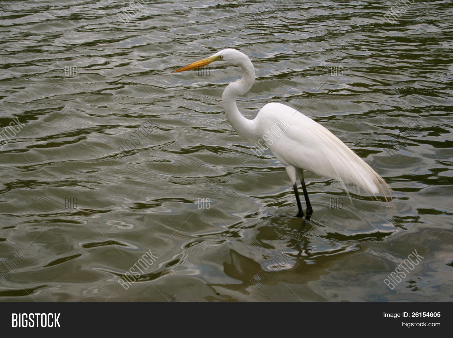 White Crane Hunting Image & Photo (Free Trial) | Bigstock