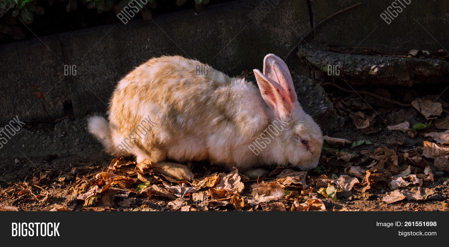 Rabbit. Beige Rabbit Image & Photo (Free Trial) | Bigstock
