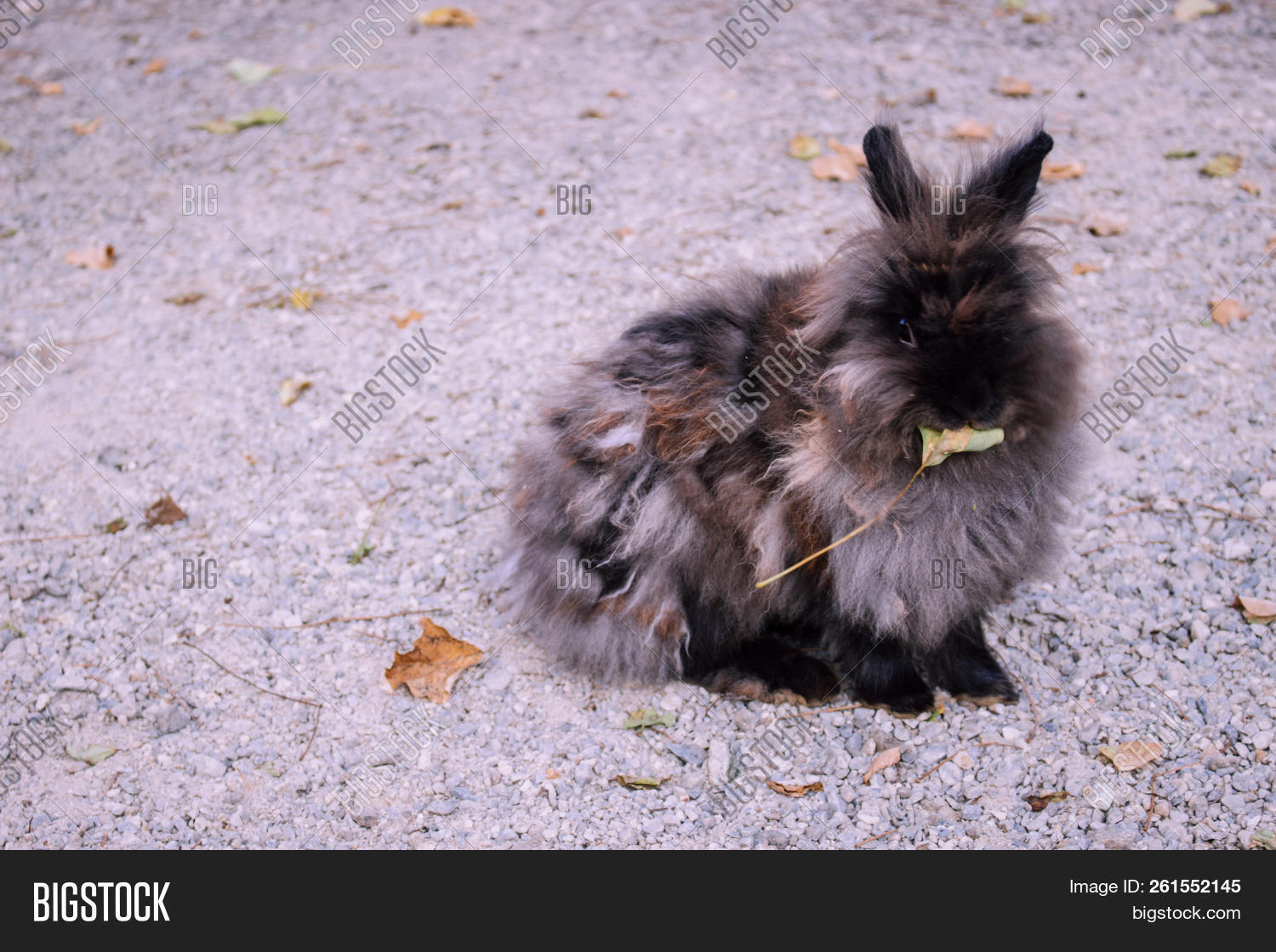 Rabbit. Fluffy Gray Image & Photo (Free Trial) | Bigstock