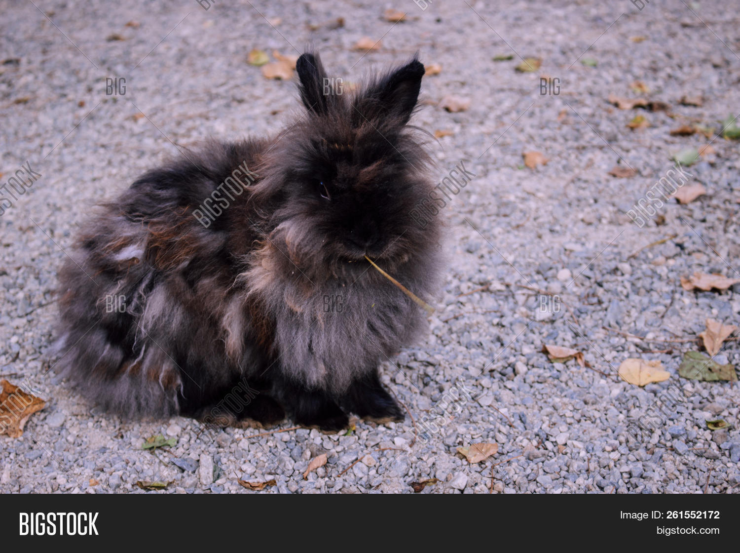 Rabbit. Fluffy Gray Image & Photo (Free Trial) | Bigstock
