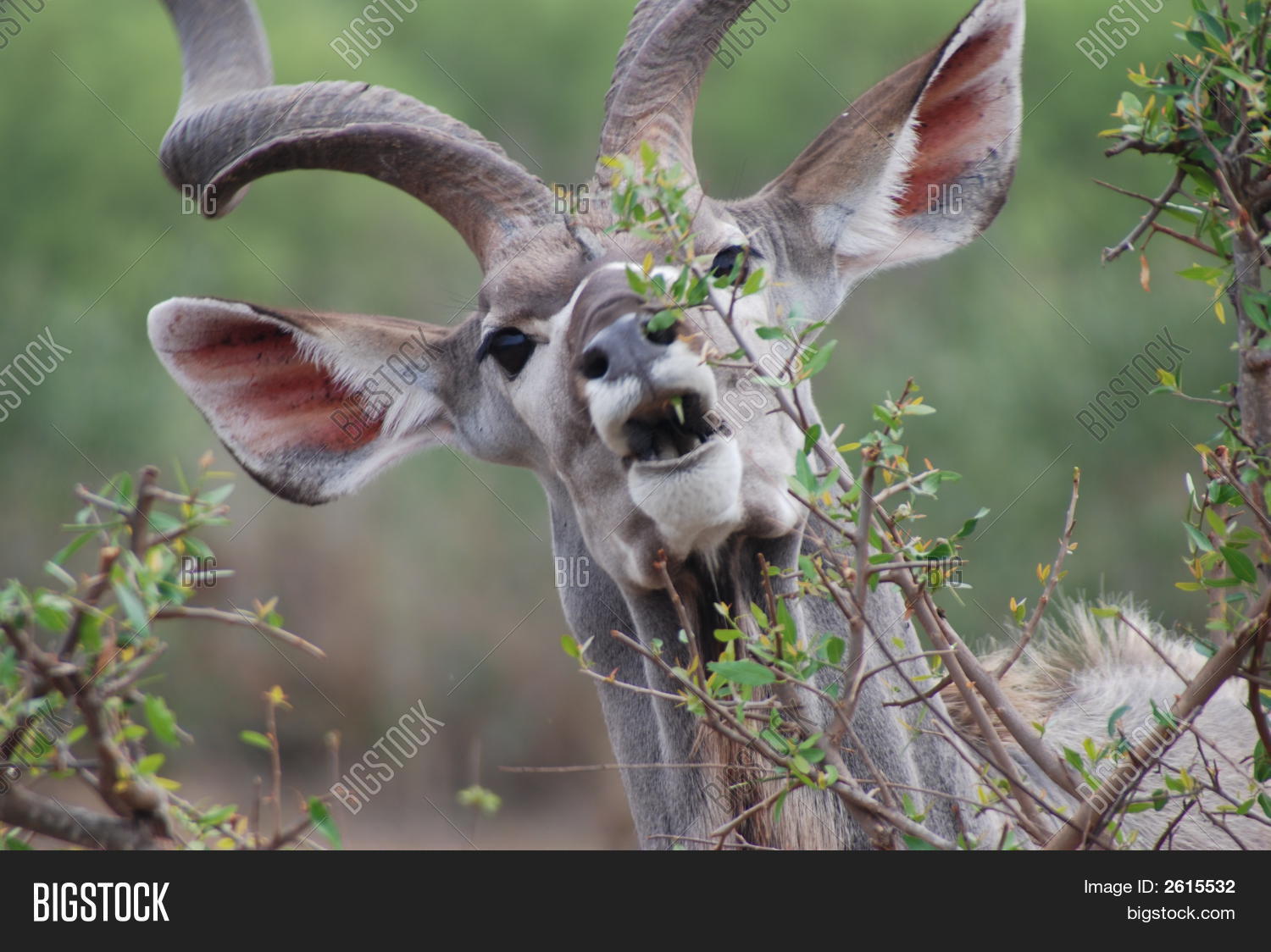 Funny Face Kudu Image & Photo (Free Trial) | Bigstock