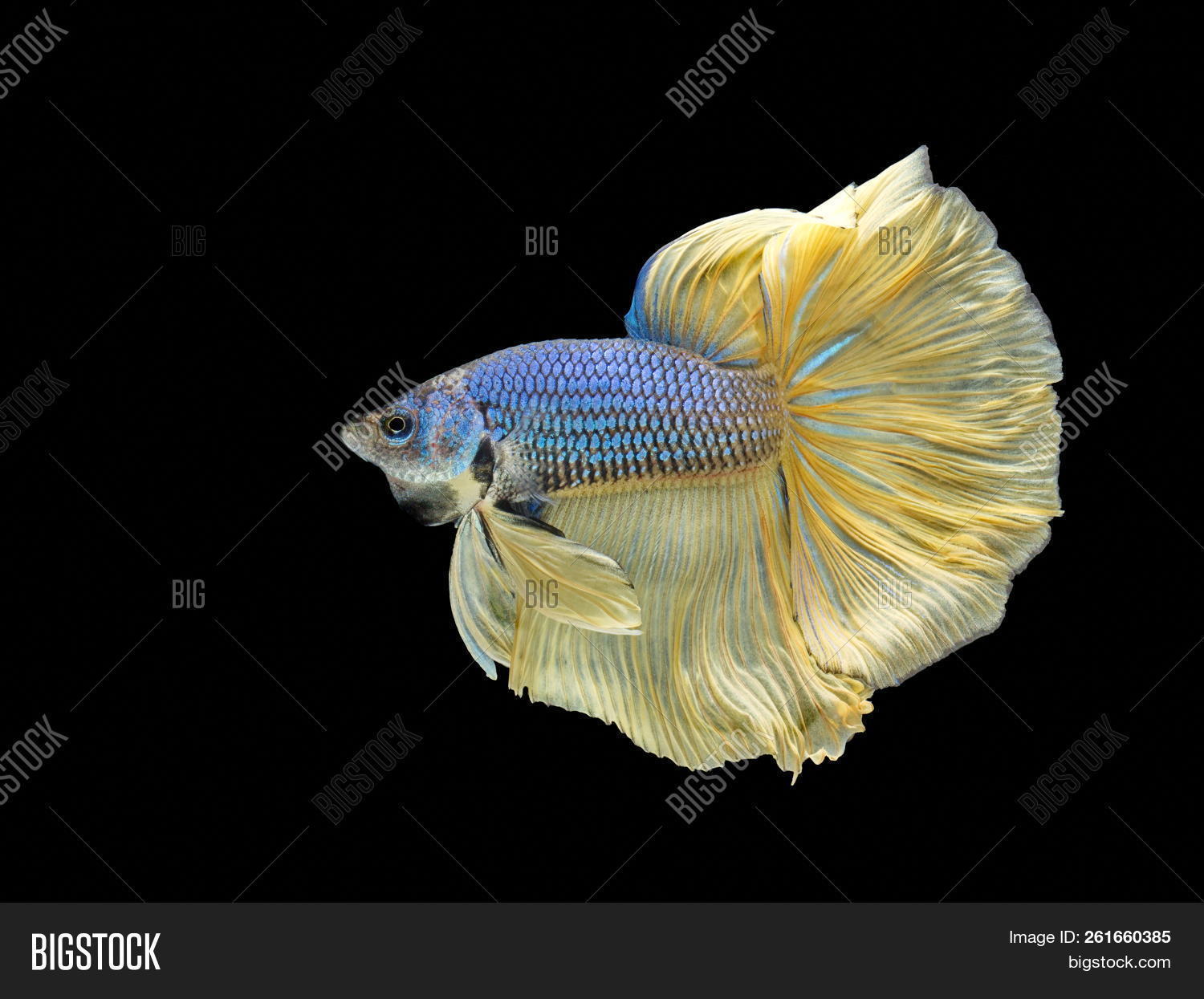 Siamese Fighting Fish Image & Photo (Free Trial) | Bigstock