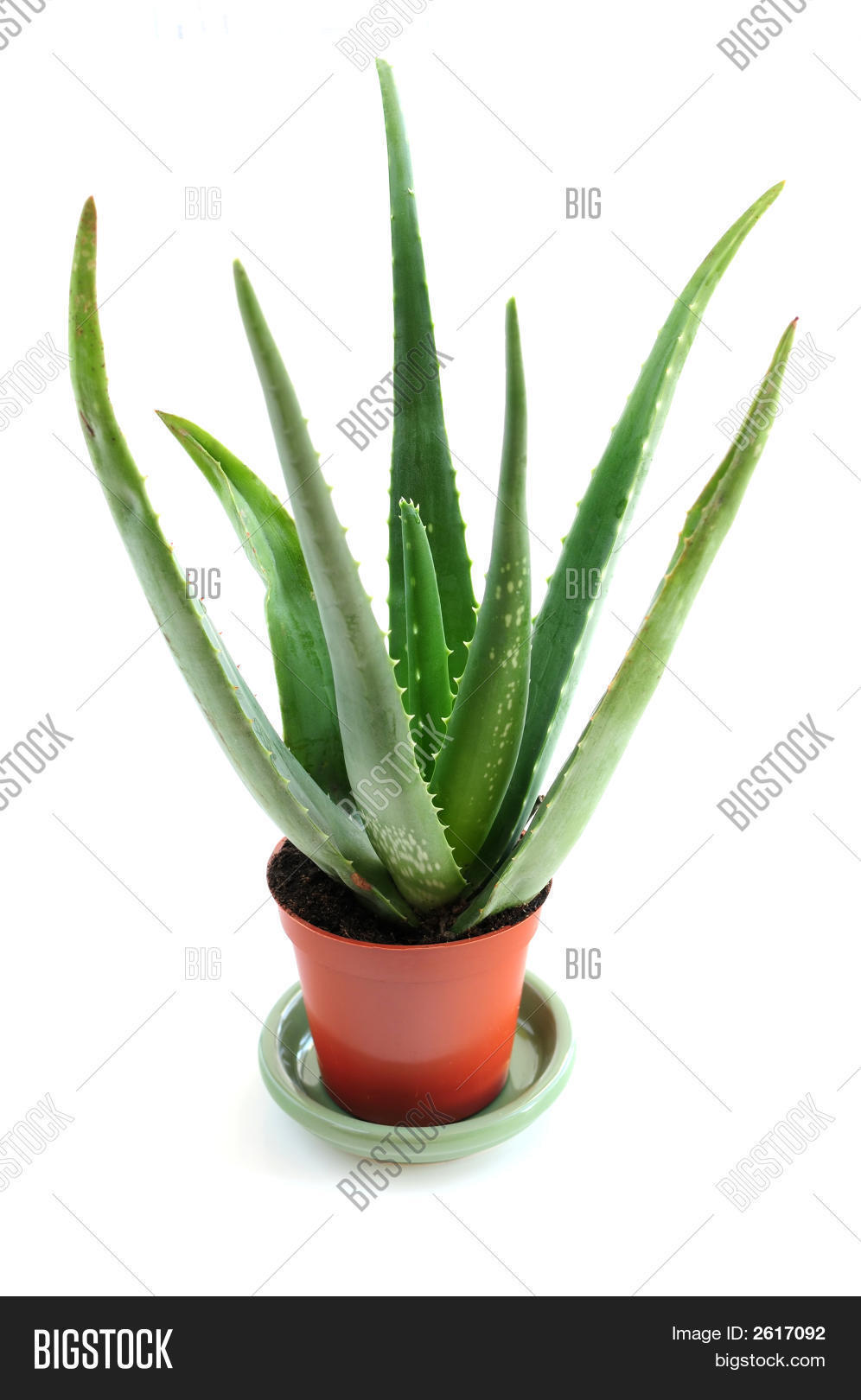 Aloe Plant Image & Photo (Free Trial) | Bigstock