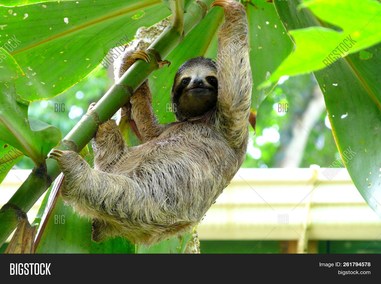 Young Sloth Standing Image & Photo (Free Trial) | Bigstock