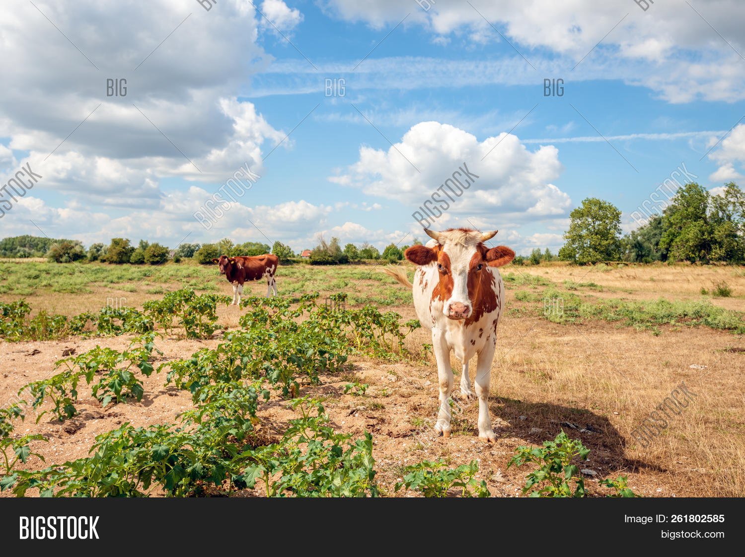 Curiously Looking Red Image & Photo (Free Trial) | Bigstock