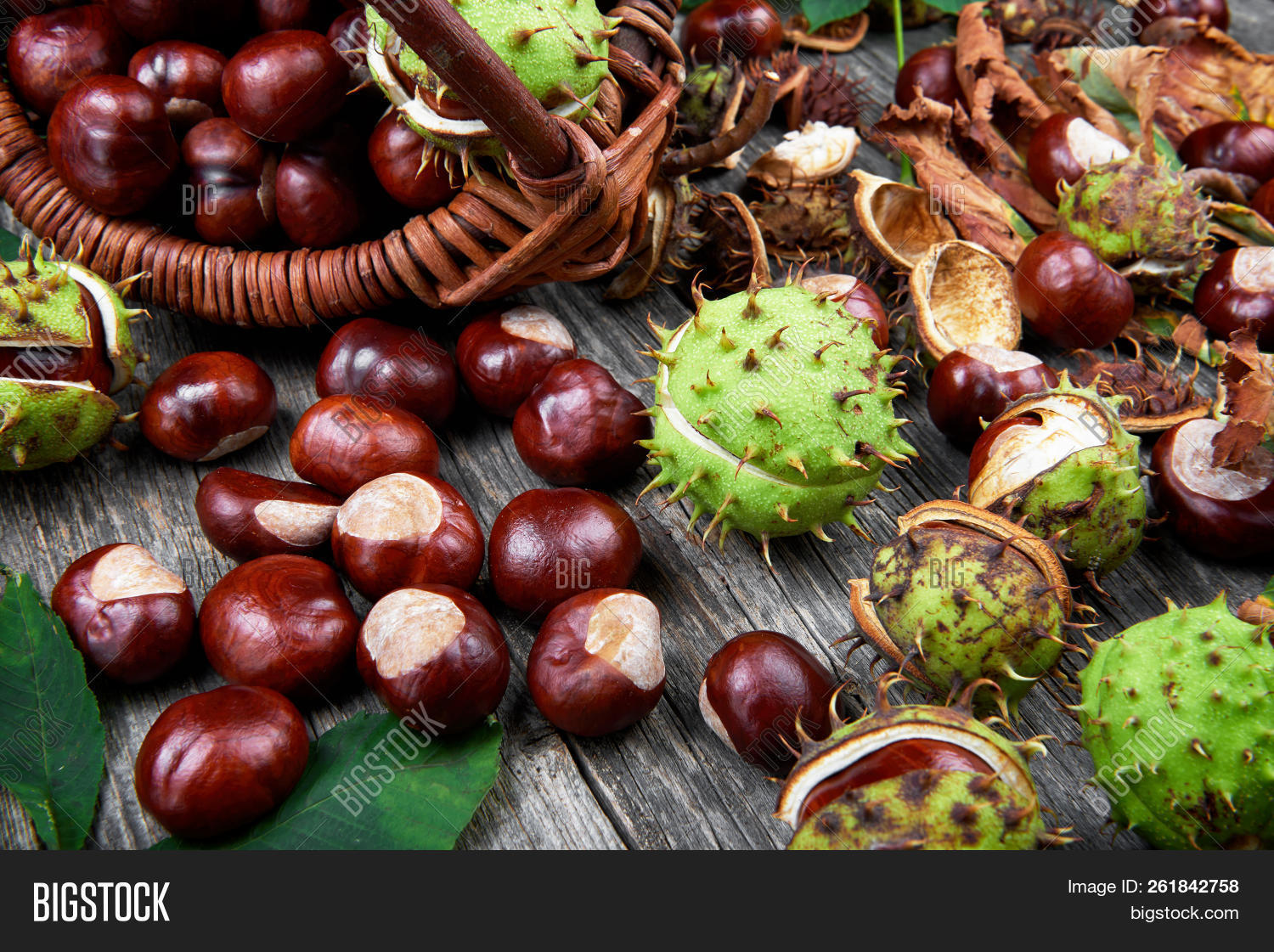 Leaves Fruits Chestnut Image & Photo (Free Trial) | Bigstock