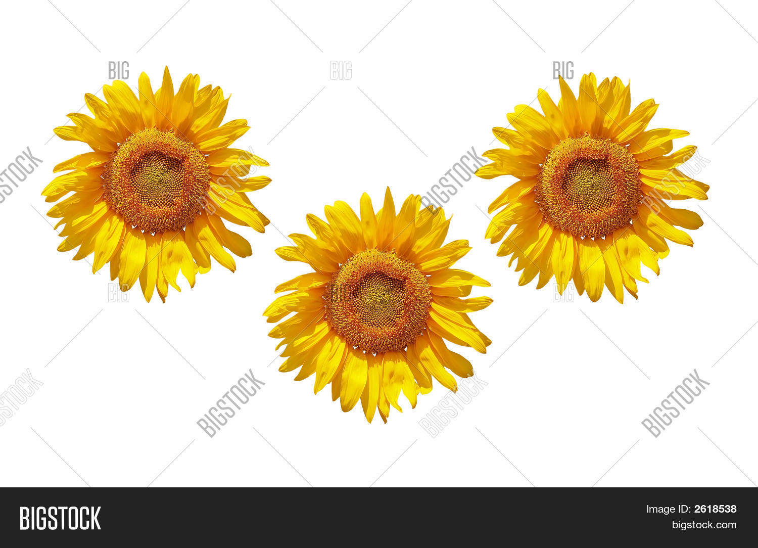 Three Sunflowers Image & Photo (Free Trial) | Bigstock