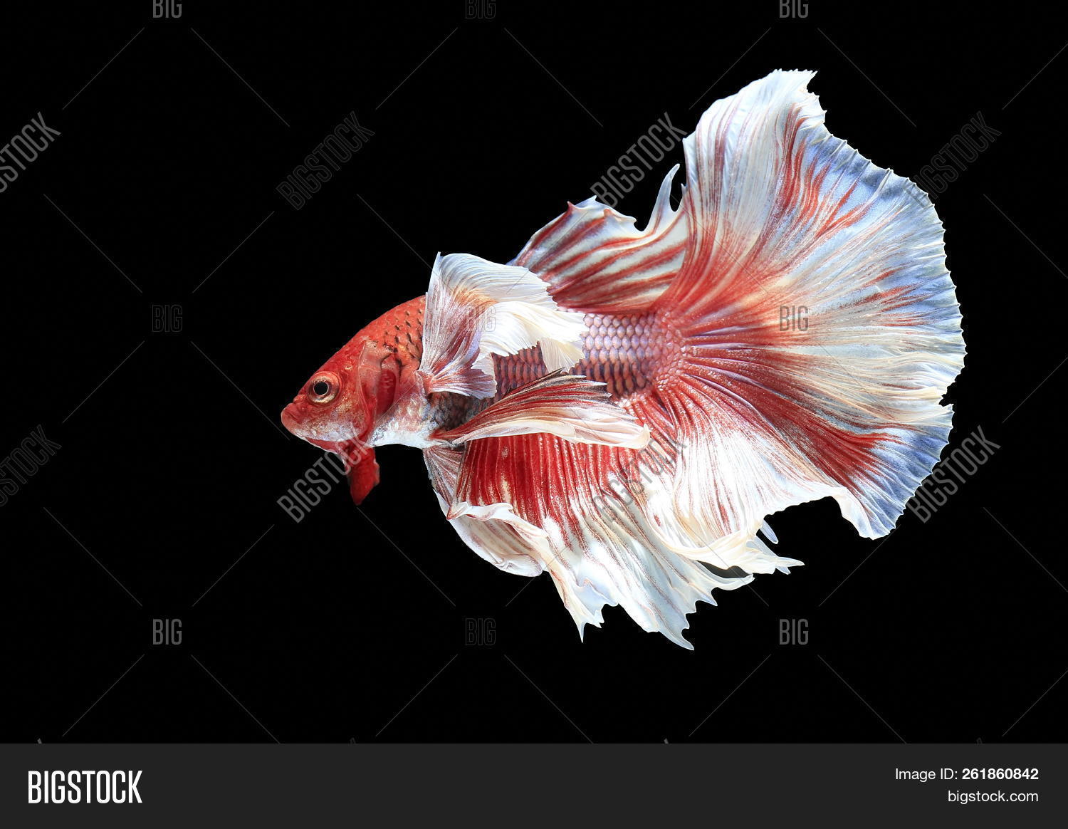 Fish Fighting, Image & Photo (Free Trial) | Bigstock