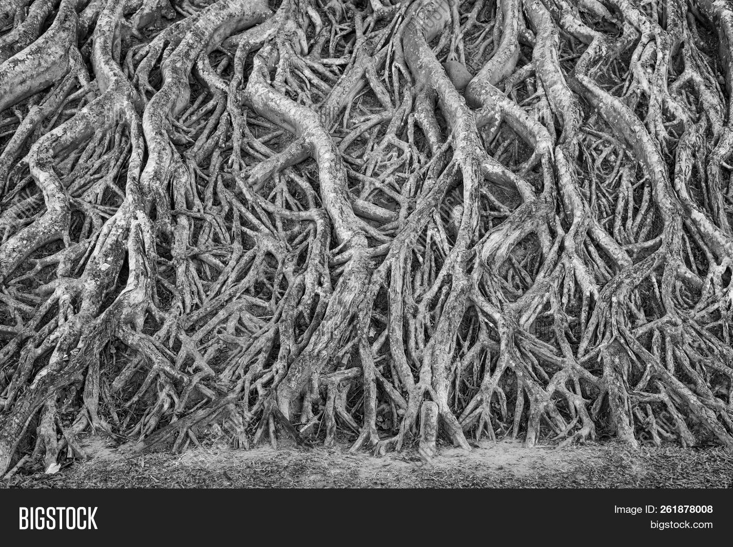Black White Roots Tree Image & Photo (Free Trial) | Bigstock