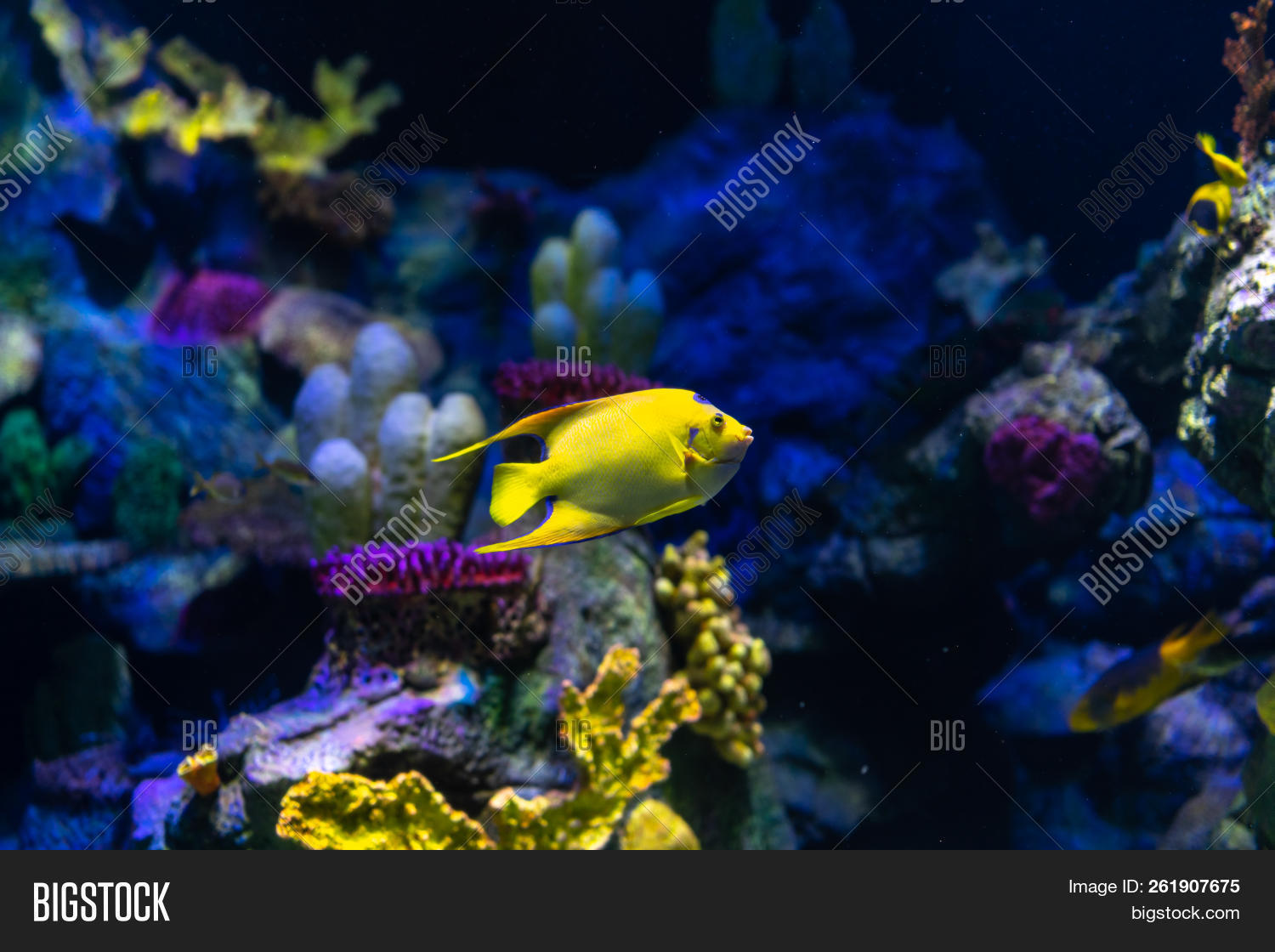 Tropical Fish Queen Image & Photo (Free Trial) | Bigstock