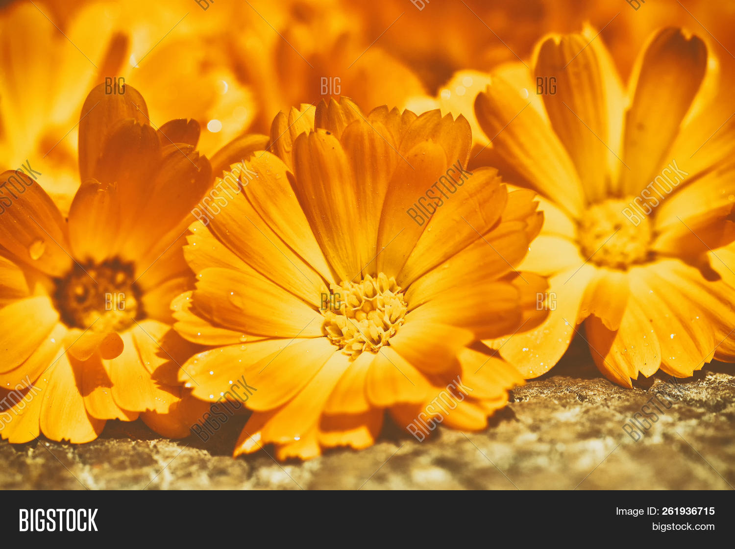 Bouquet Calendula ( Image & Photo (Free Trial) | Bigstock