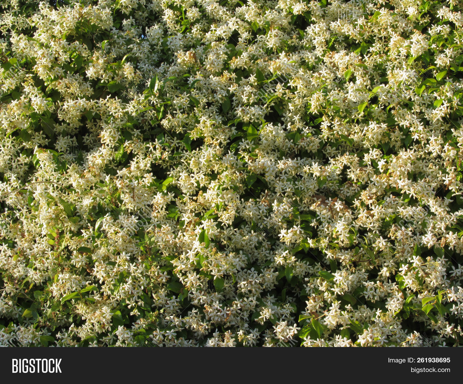 Climbing Jasmine Hedge Image & Photo (Free Trial) | Bigstock