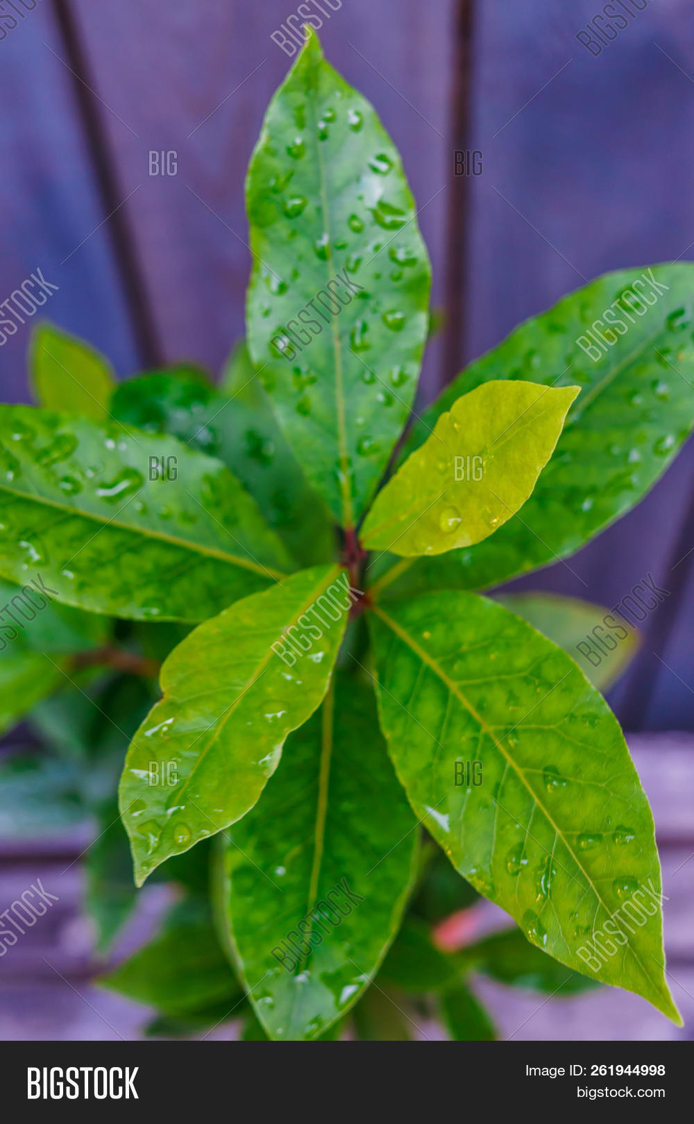 Bay Leaf Bush Flower Image & Photo (Free Trial) | Bigstock
